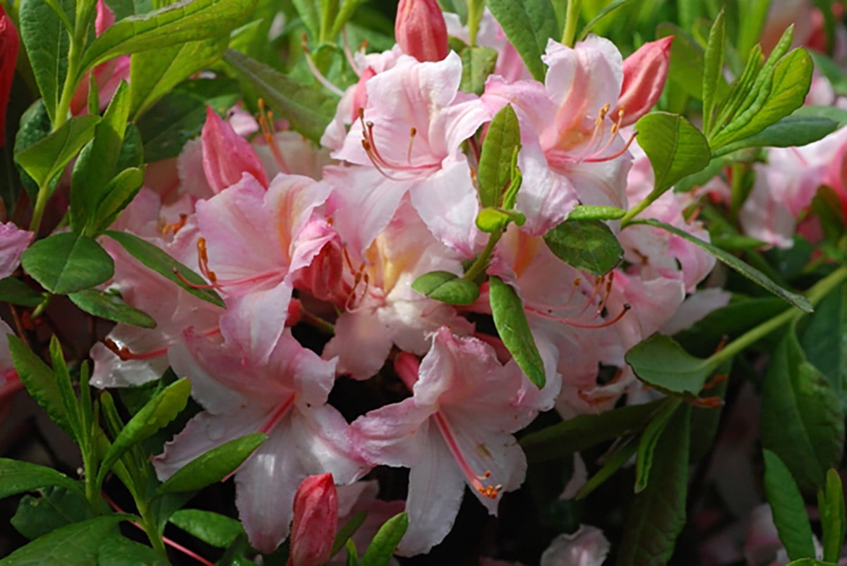 Deciduous Exbury Azalea Candy Lights - Very Hardy - Gallon Pot ...