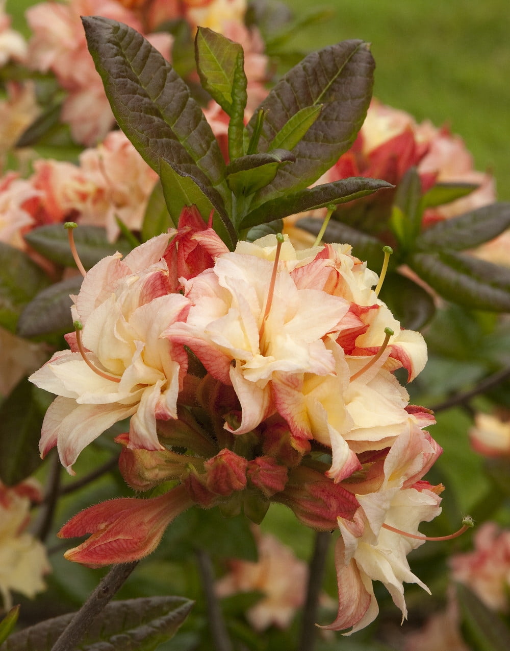 Deciduous Exbury Azalea Cannon's Double - Very Hardy - 4" Pot - Walmart.com