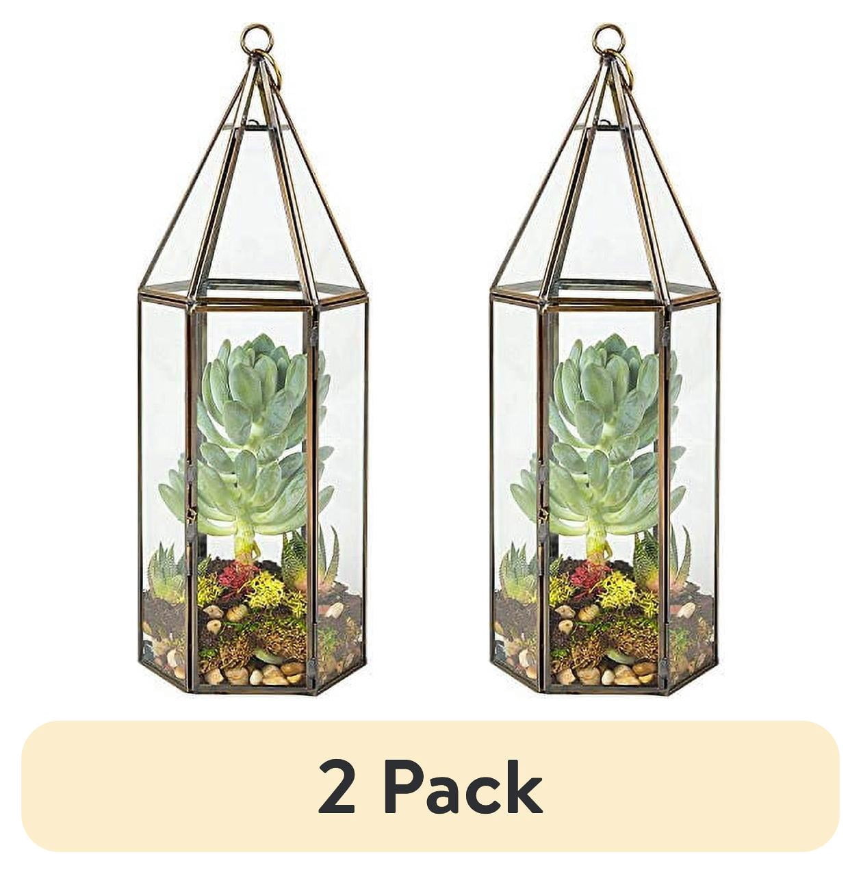 (2 pack) D'Eco Glass Geometric Plant Terrarium (5x5x14) - Indoor ...
