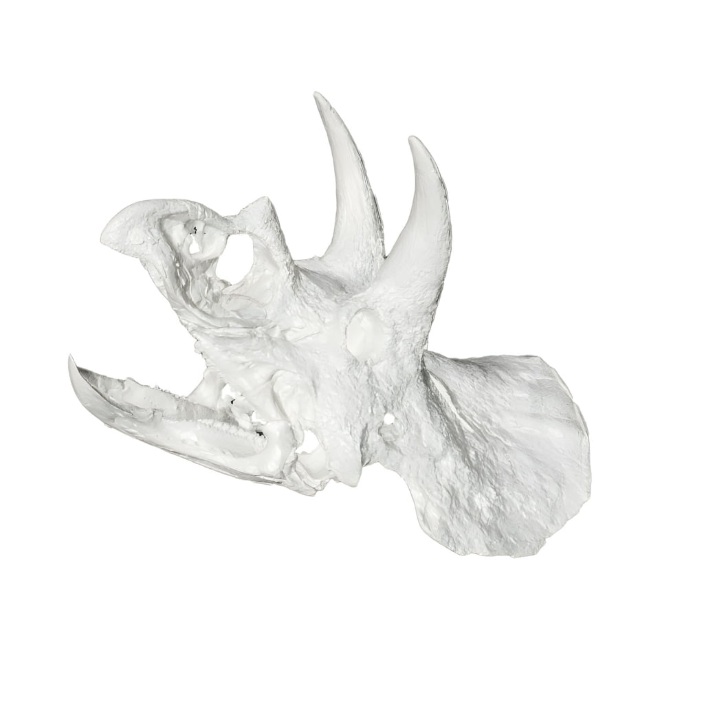 Decomposable Archosaur Head Cave Safe Shelter For Marine Animals And ...