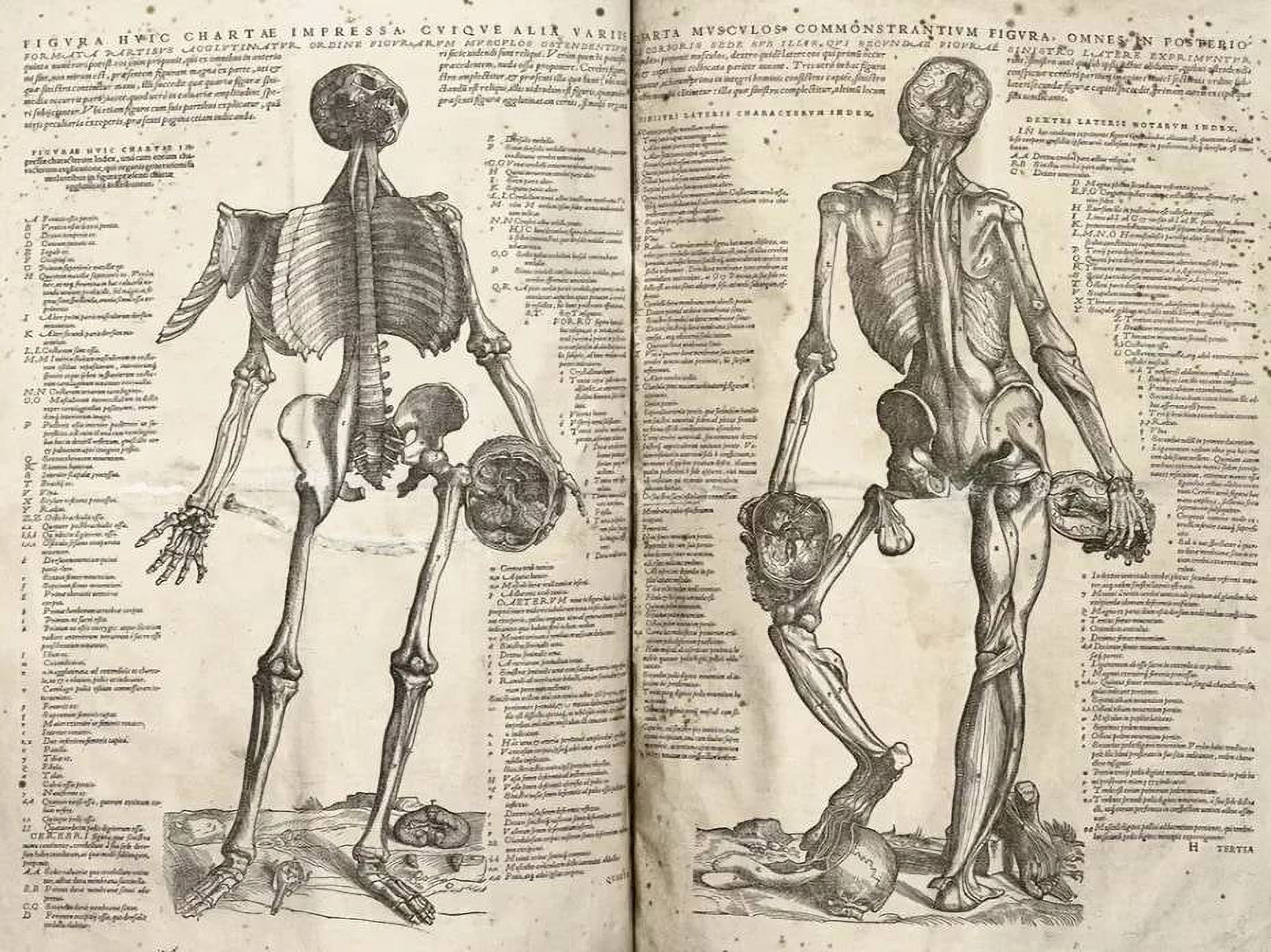 .Decor Poster.Room wall.Home art design.Human anatomy.Biology science ...
