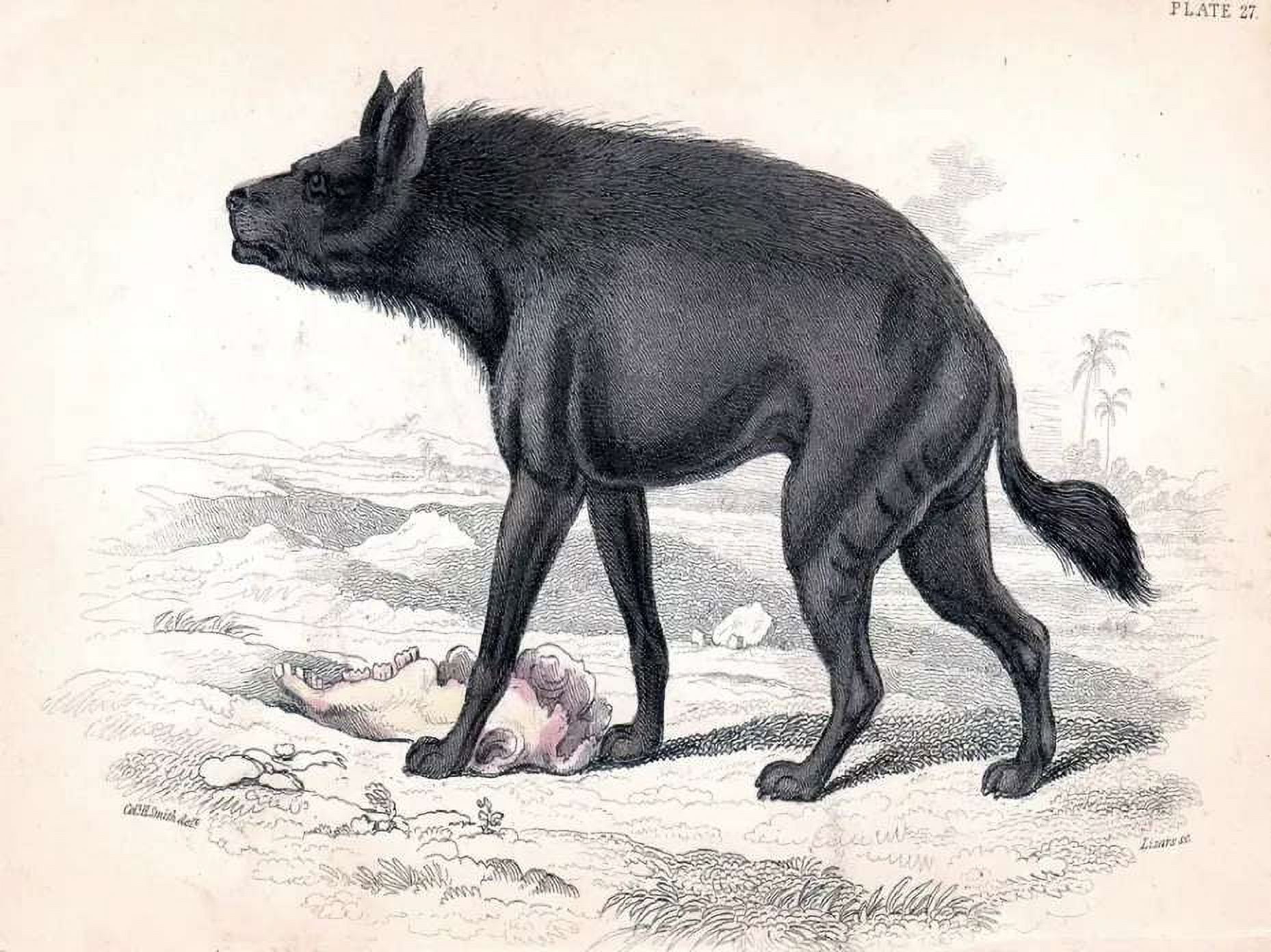 .Decor Poster.Room wall.Vintage Art design.Black Hyena nature ...
