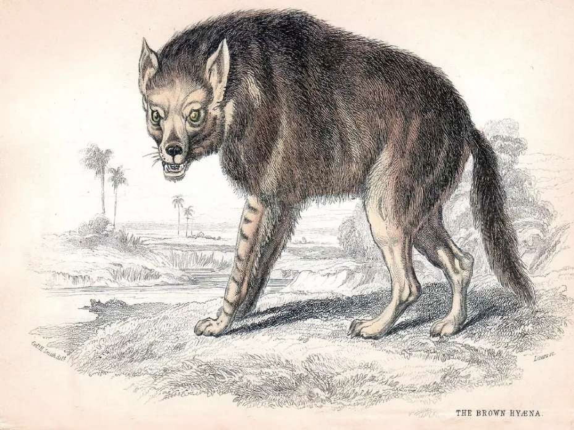 .Decor Poster.Room wall.Vintage Art design.Brown Hyena illustration 16 ...