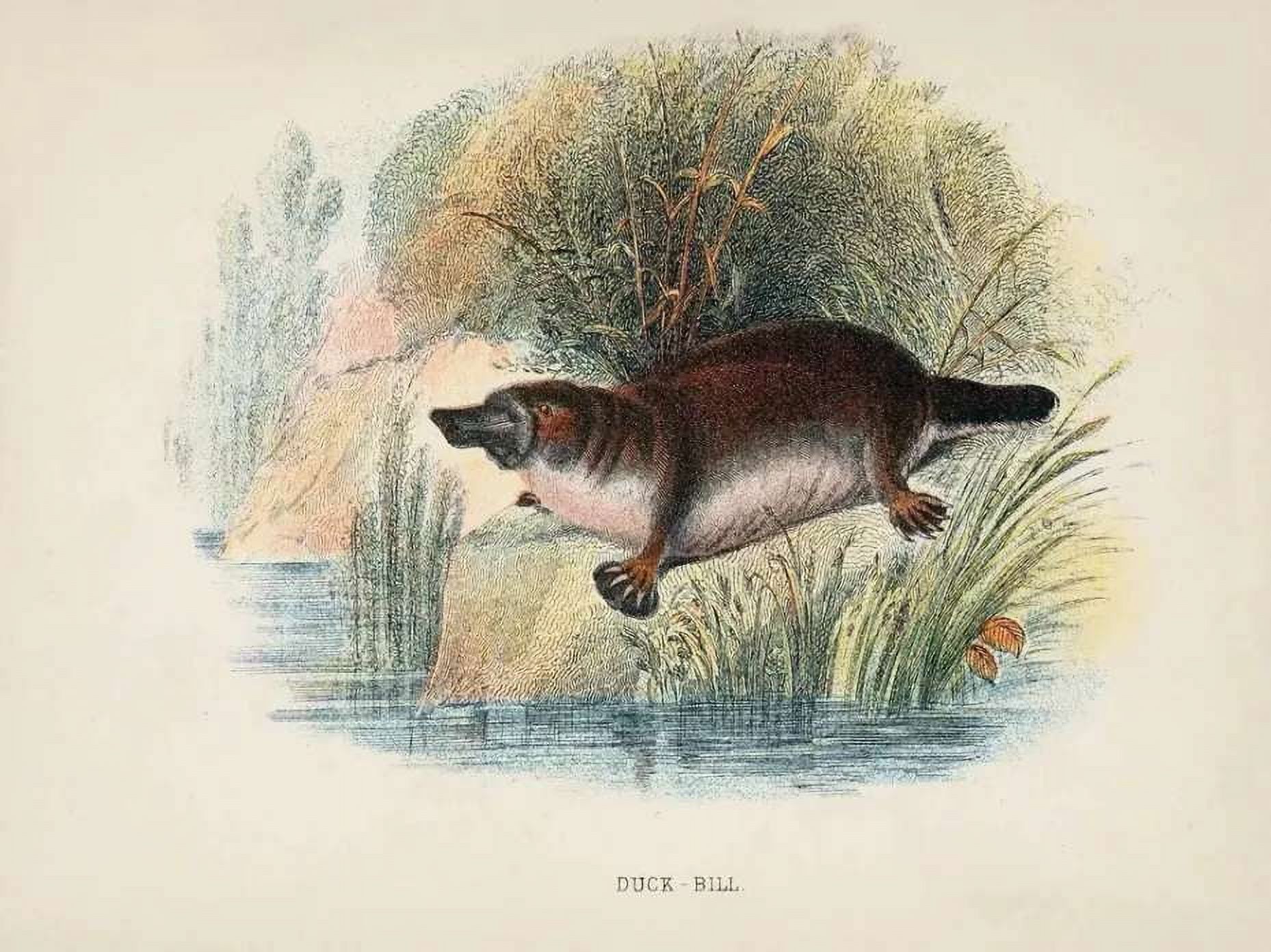 .Decor Poster.Room wall.Vintage Art design.Duck Bill Platypus ...