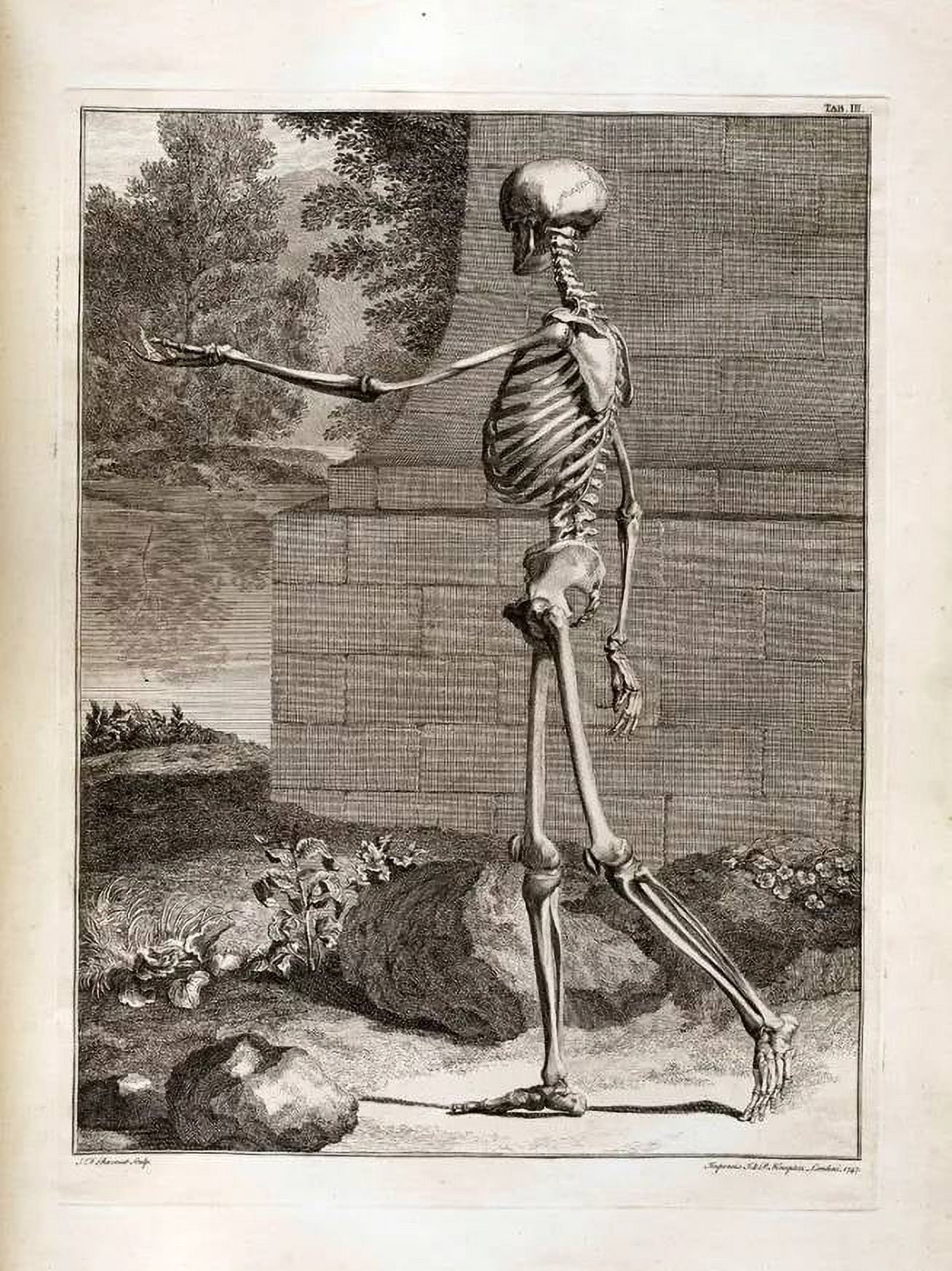 .Decor Poster.Room wall.Vintage Interior design.Human Skeleton ...