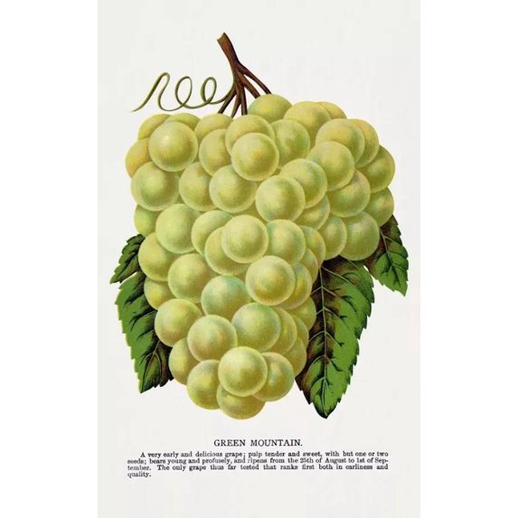 .Decor Poster.Room wall art design.Fruits.Vegetables.Chef Kitchen ...