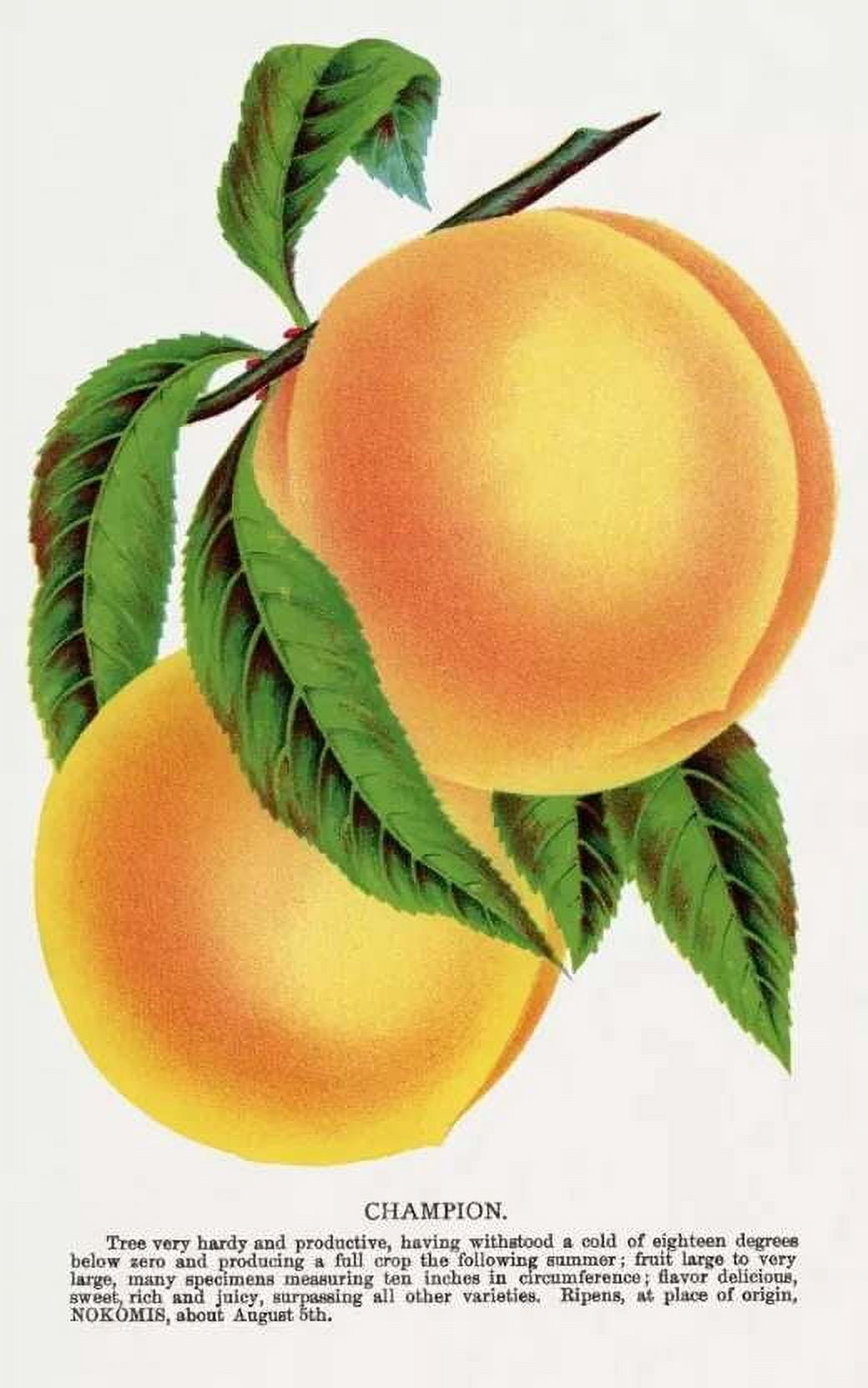 .Decor Poster.Room wall art home design.Fruits.Chef Kitchen.Champion ...