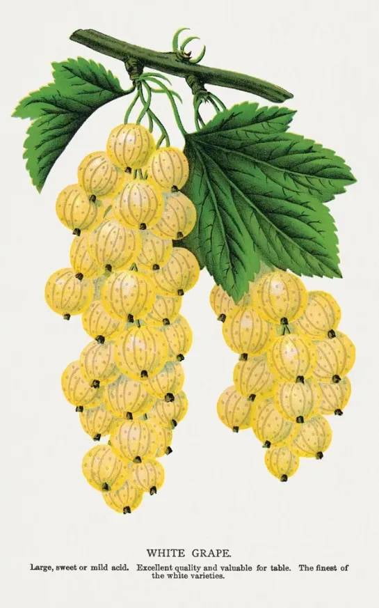 .Decor Poster.Room wall art home design.Fruits.Chef Kitchen.White ...