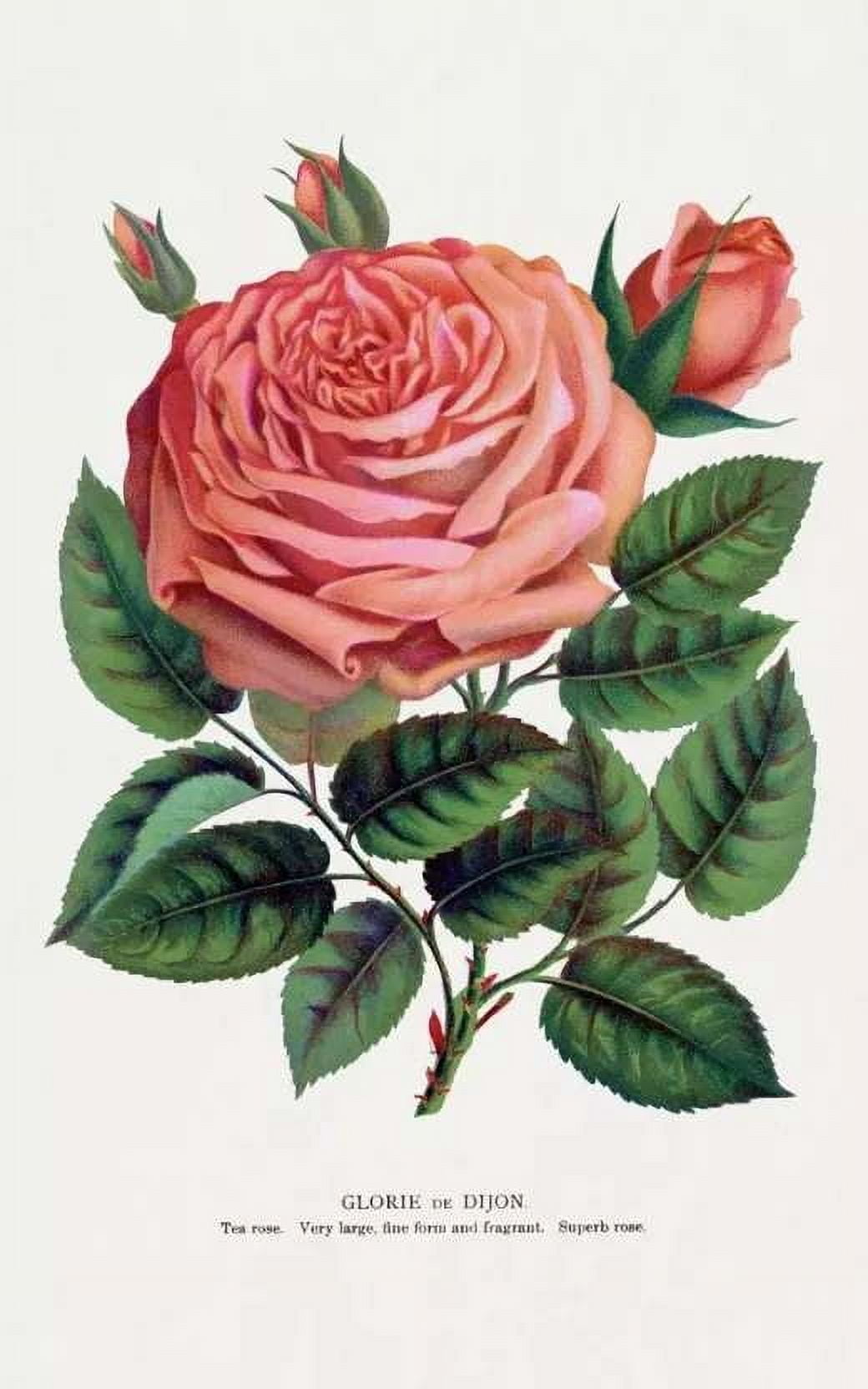 .Decor Poster.Room wall home art design.Garden Flower.Floral.Dijon Rose ...