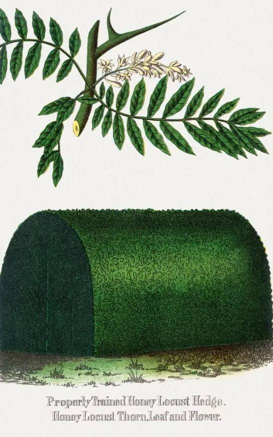 .Decor Poster.Room wall home art design.Garden Flower.Floral.Honey ...