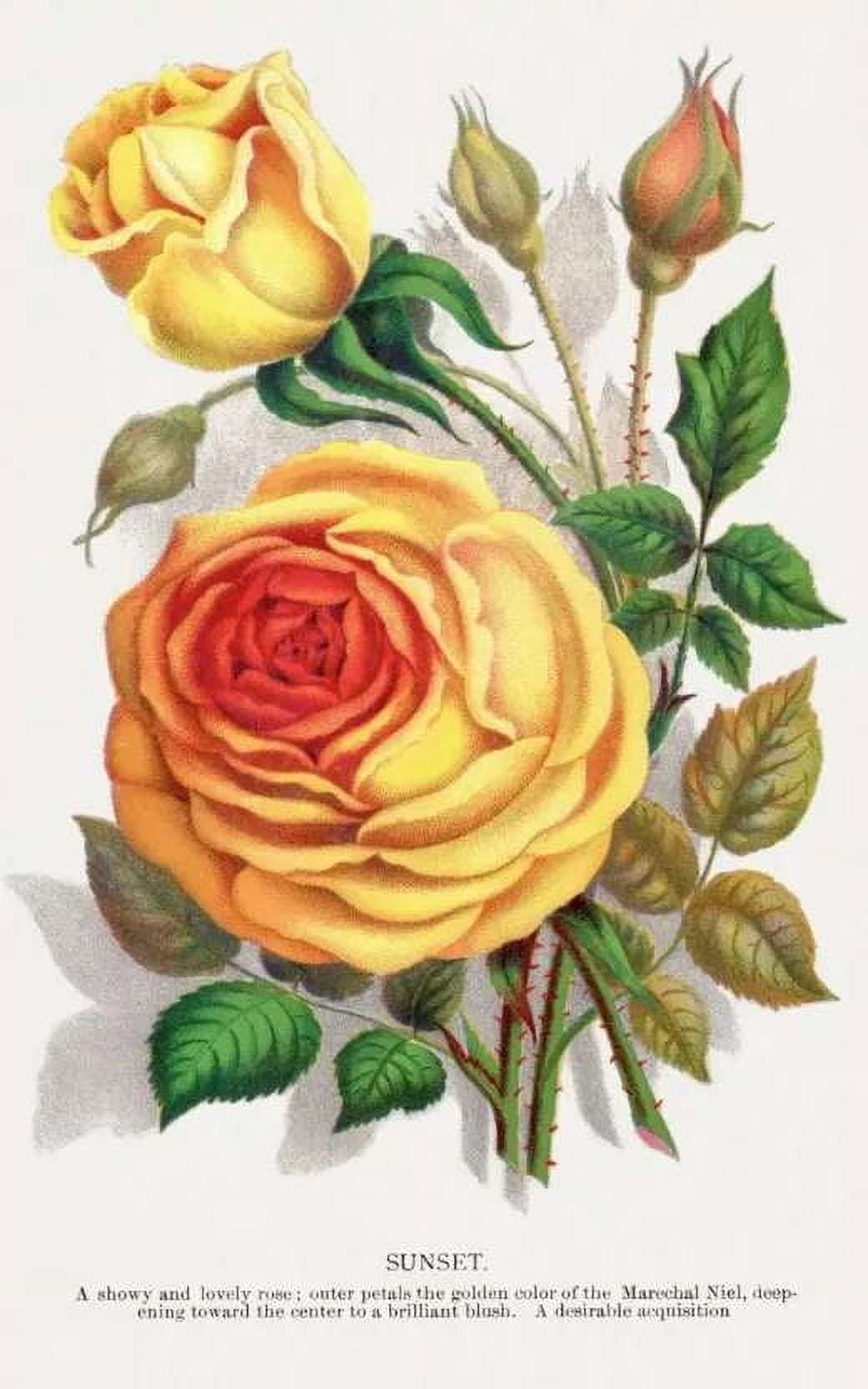.Decor Poster.Room wall home art design.Garden Flower.Floral.Sunset ...