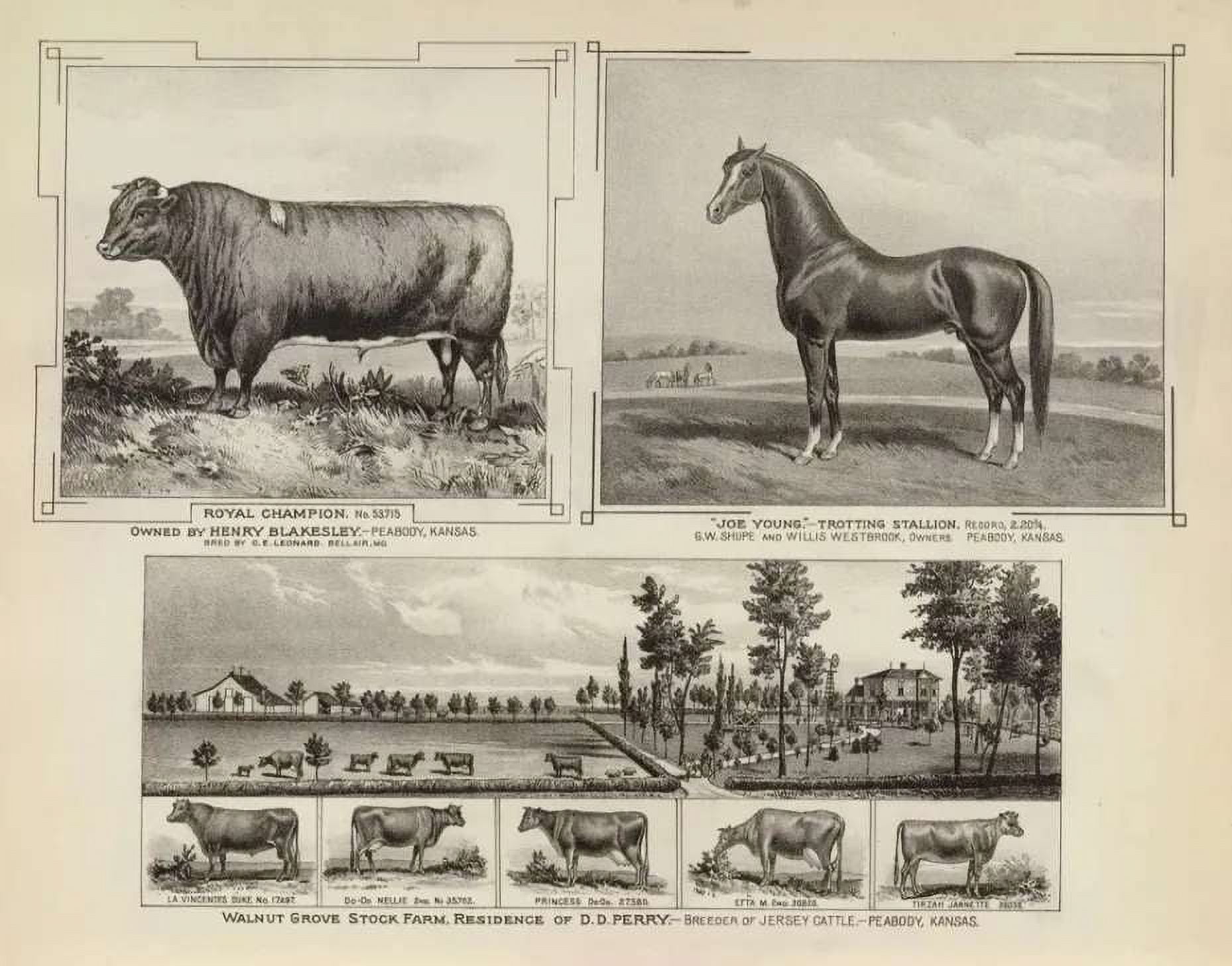 .Decor Poster.Vintage Interior wall art design.Farm Champion animals ...