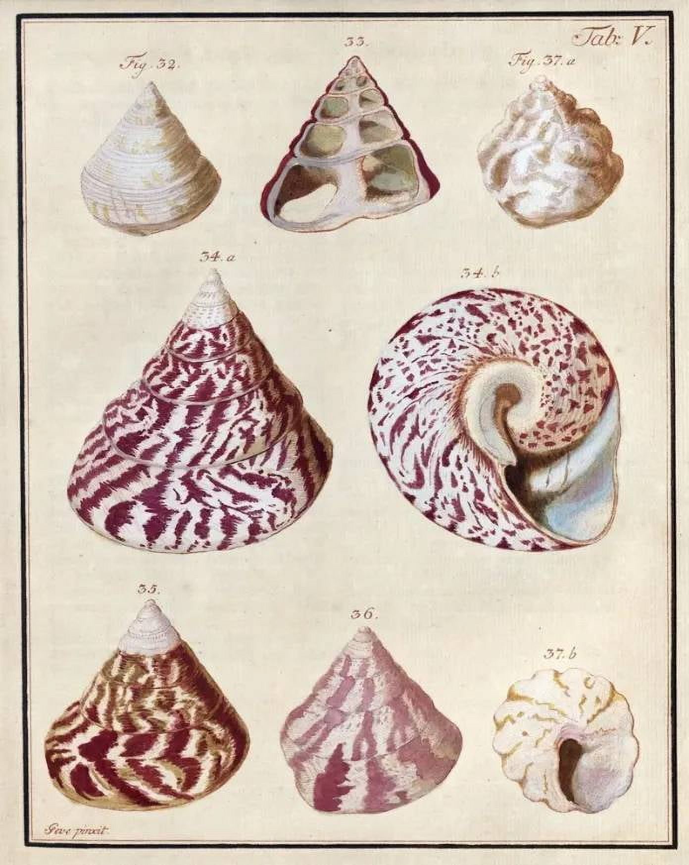 .Decor Poster.Vintage Interior wall design.Sea Shells illustration ...