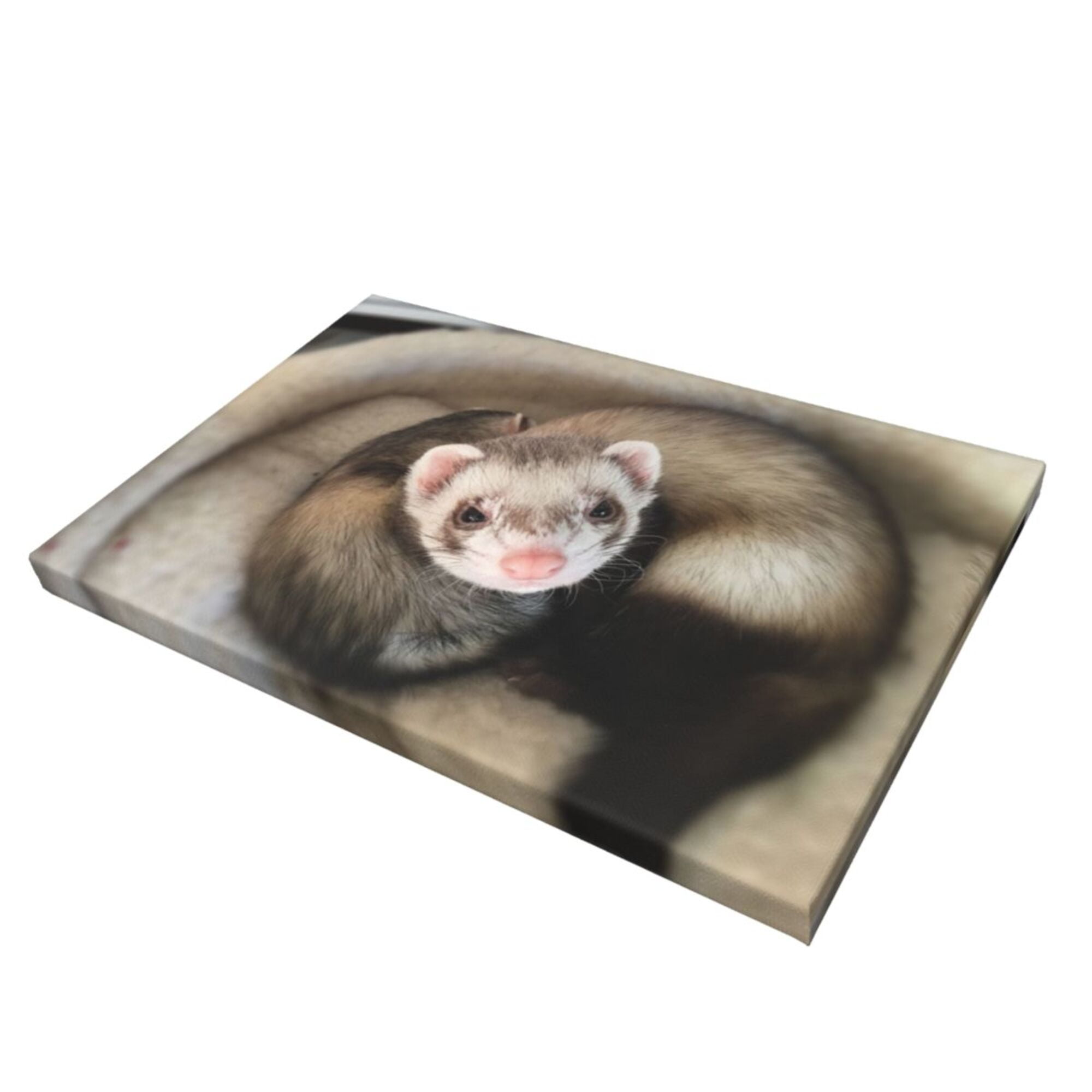 Decor Special Cute Ferret Wall Decor Bathroom Canvas Painting Modern ...
