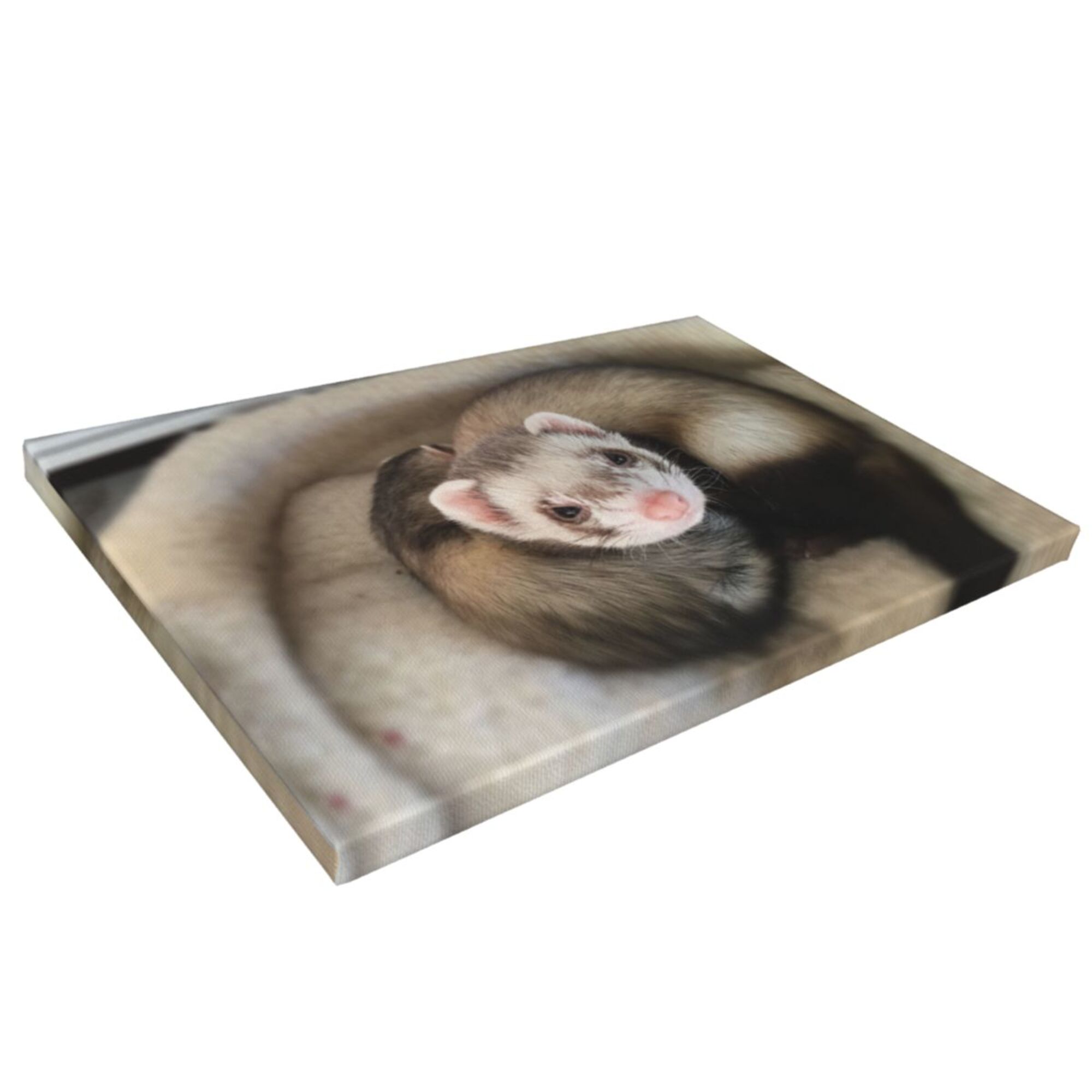 Decor Special Cute Ferret Wall Decor Bathroom Canvas Painting Modern ...