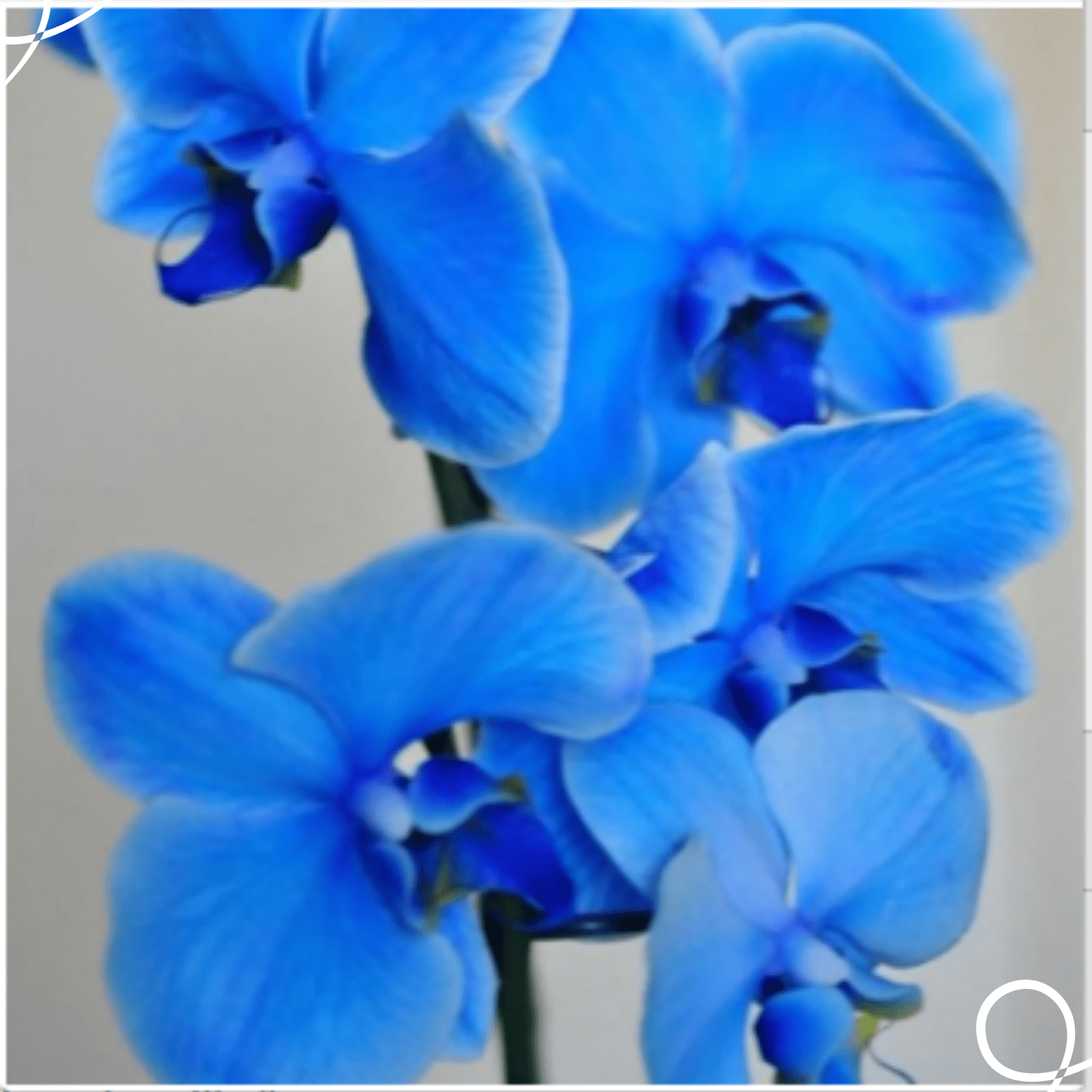 Decorate your garden,(Cymbidium plant)Suitable for lazy garden,Ins ...