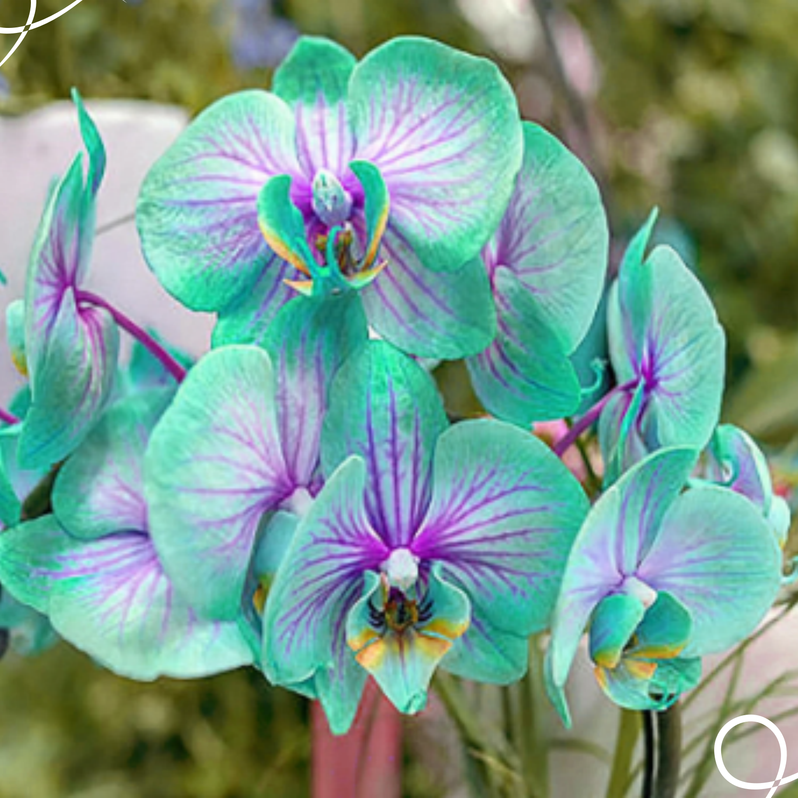 Decorate your garden,(Cymbidium plant)Suitable for lazy garden,Ins ...