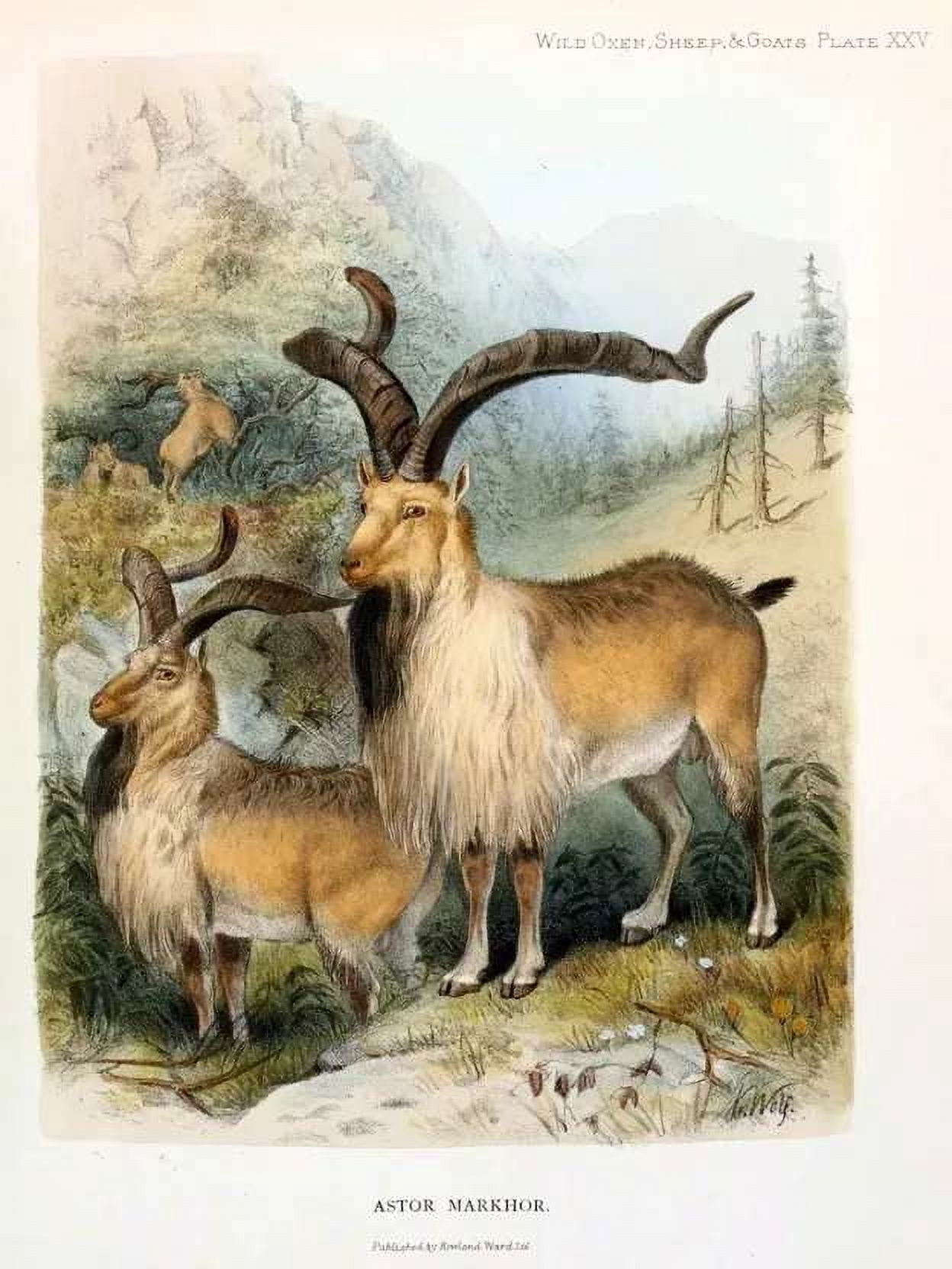 .Decoration Poster.Home Room wall.Art print design.Astor Markhor wild ...