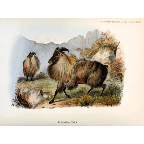 .Decoration Poster.Home Room wall.Art print design.Himalayan Tahr.Goat ...