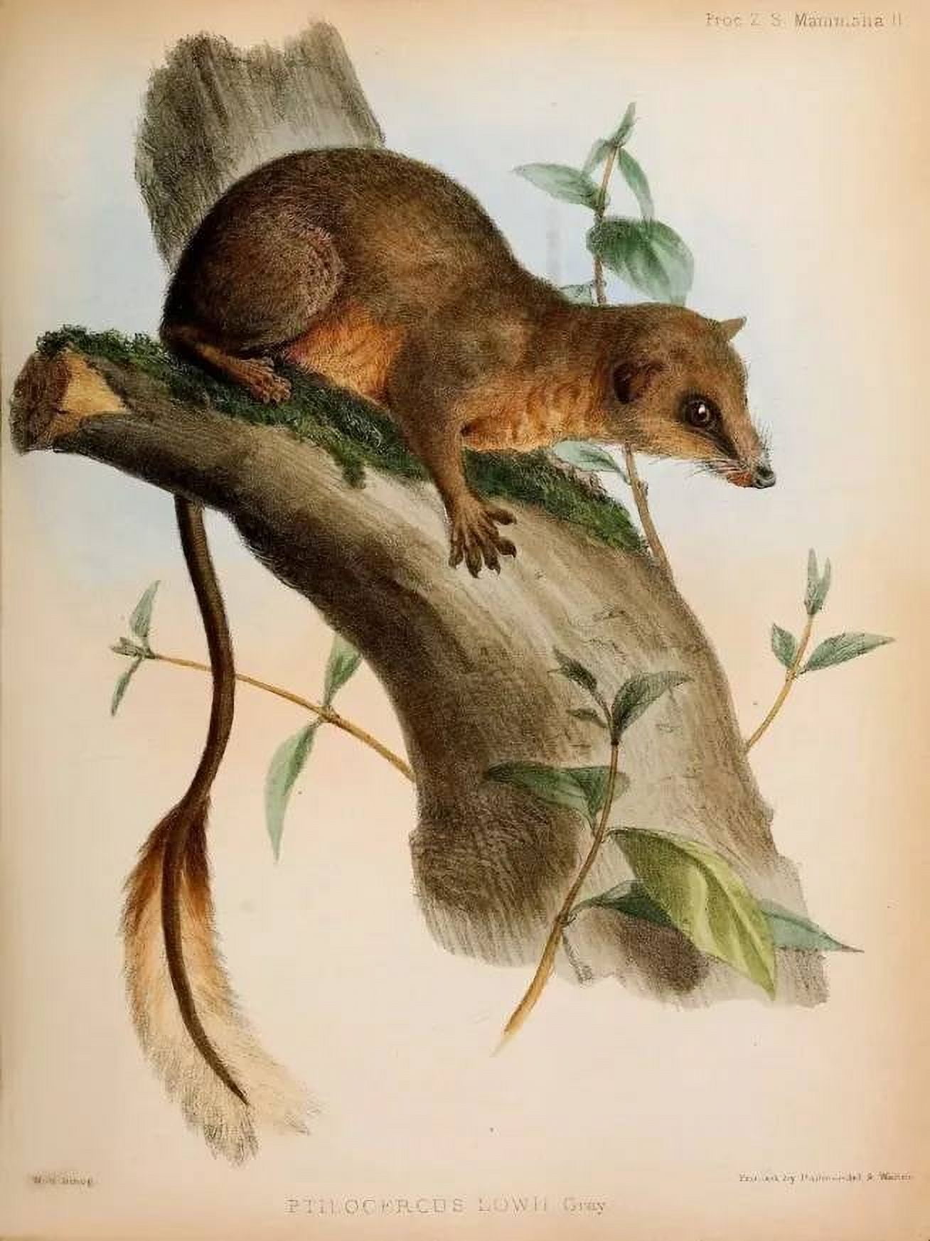 .Decoration Poster.Home Room wall.Art print design.Pen-tailed Tree ...