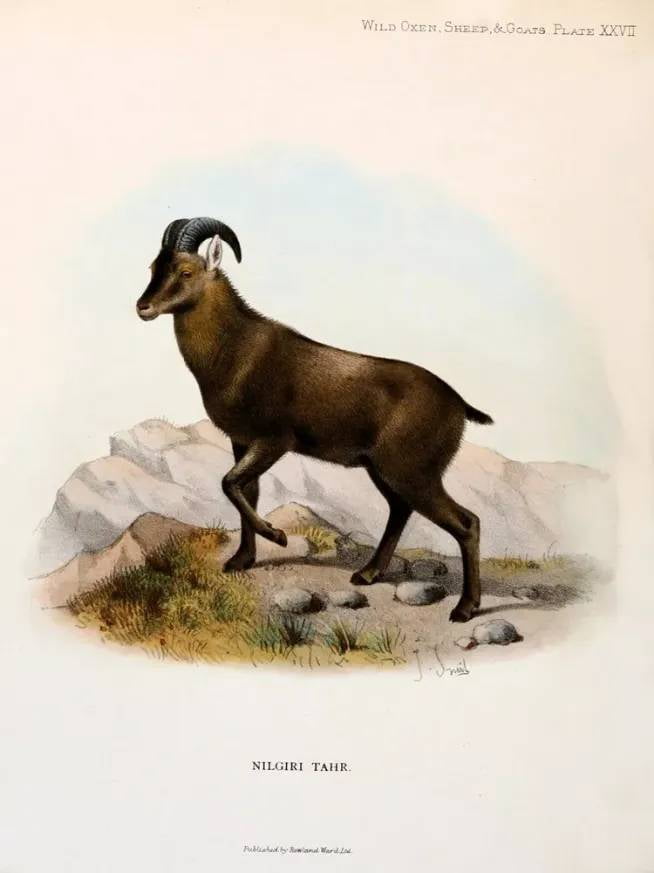 .Decoration Poster.Home Room wall.Art print design.Wild Goat.Nilgiri ...