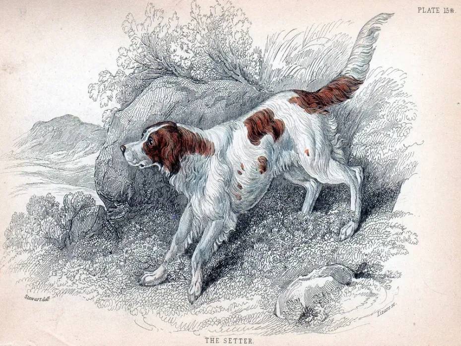 .Decoration Poster.Room wall.Vintage Art design.Setter dog illustration ...