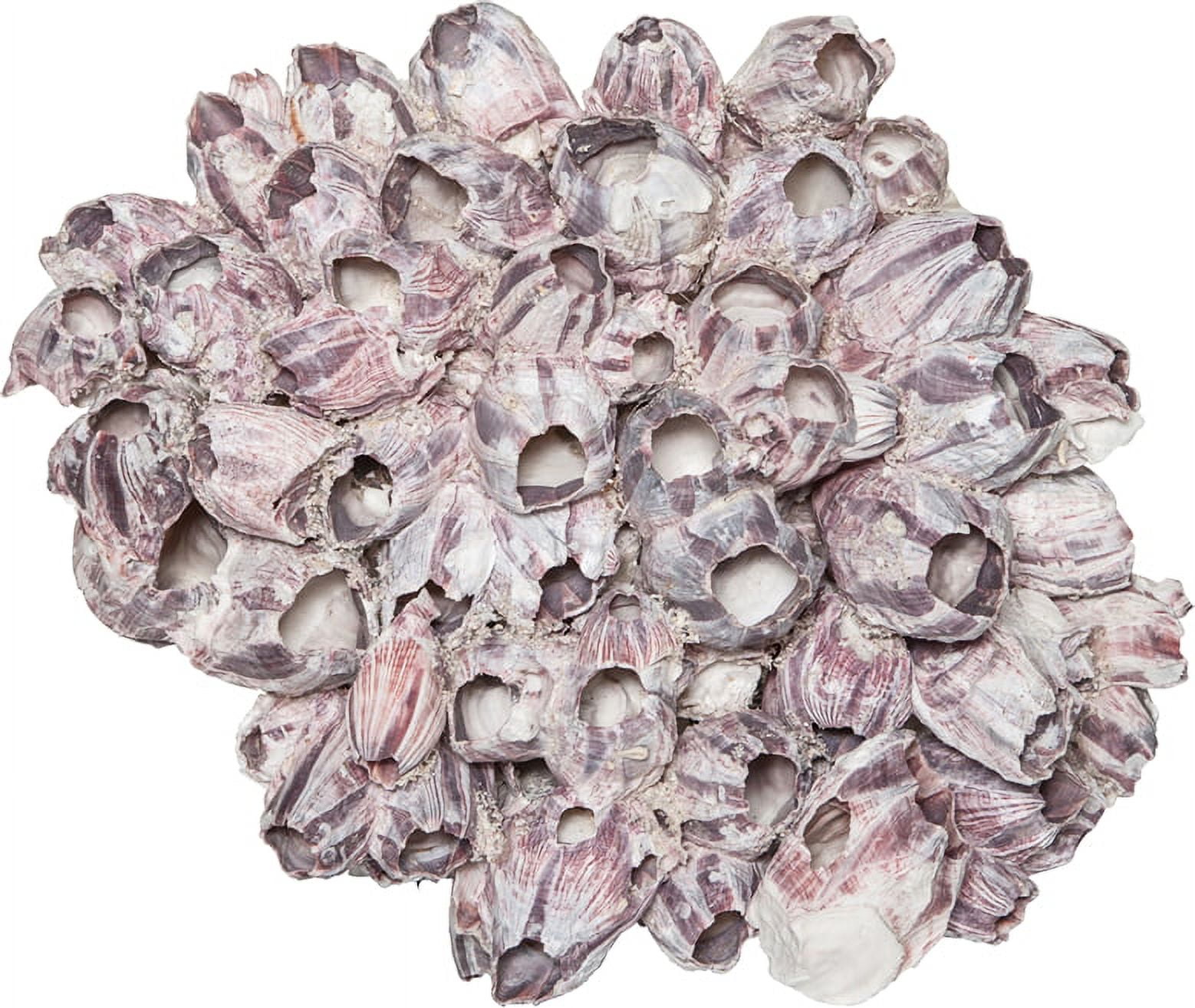 Decorative Barnacle Cluster Glued 12-15" - Walmart.com