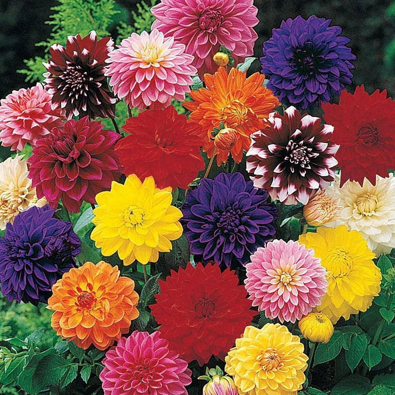 Decorative Dahlia Mixture Bulbs for Planting - Mixture of Various ...