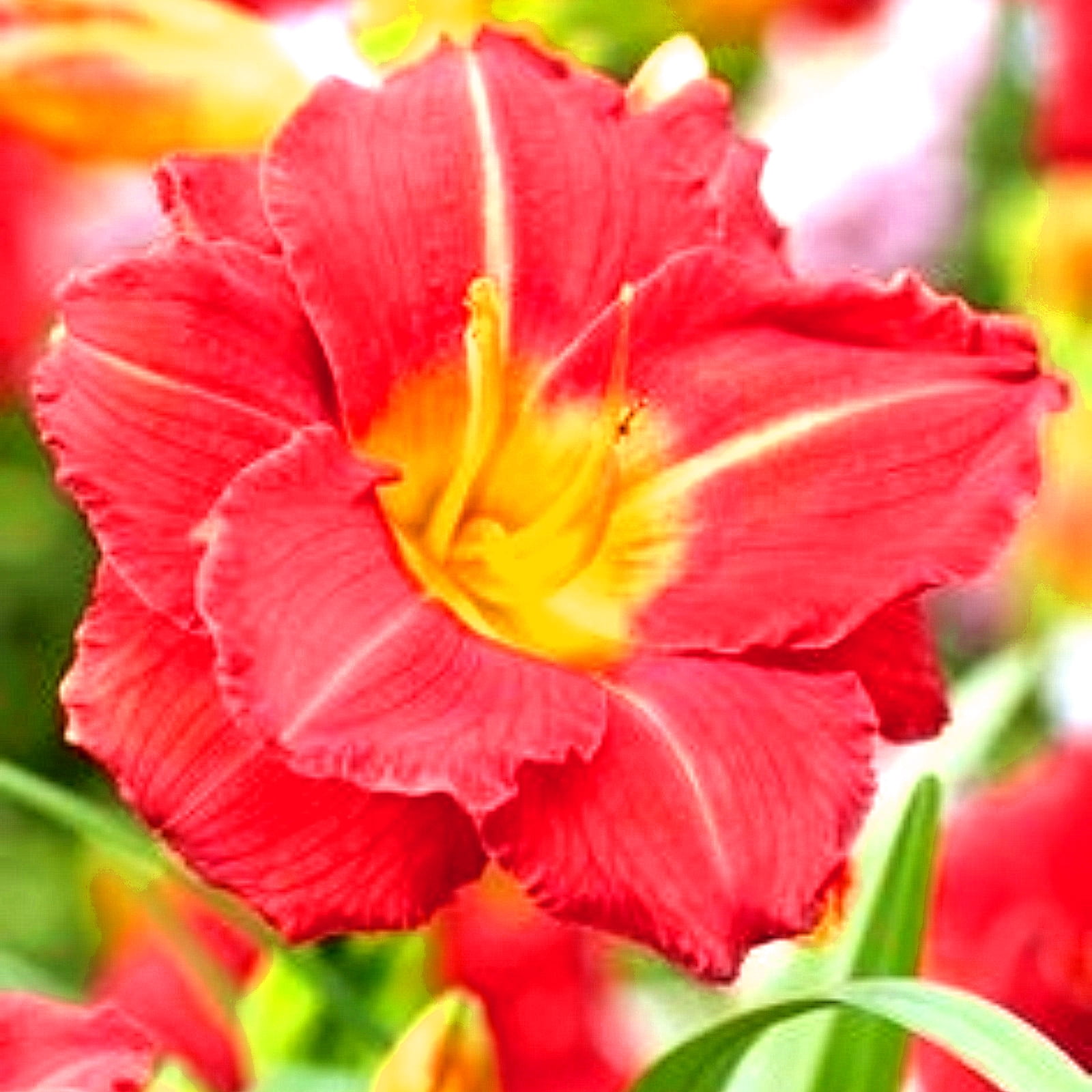 Decorative Daylily Clumps – Ideal for Borders, Containers & Naturalized ...
