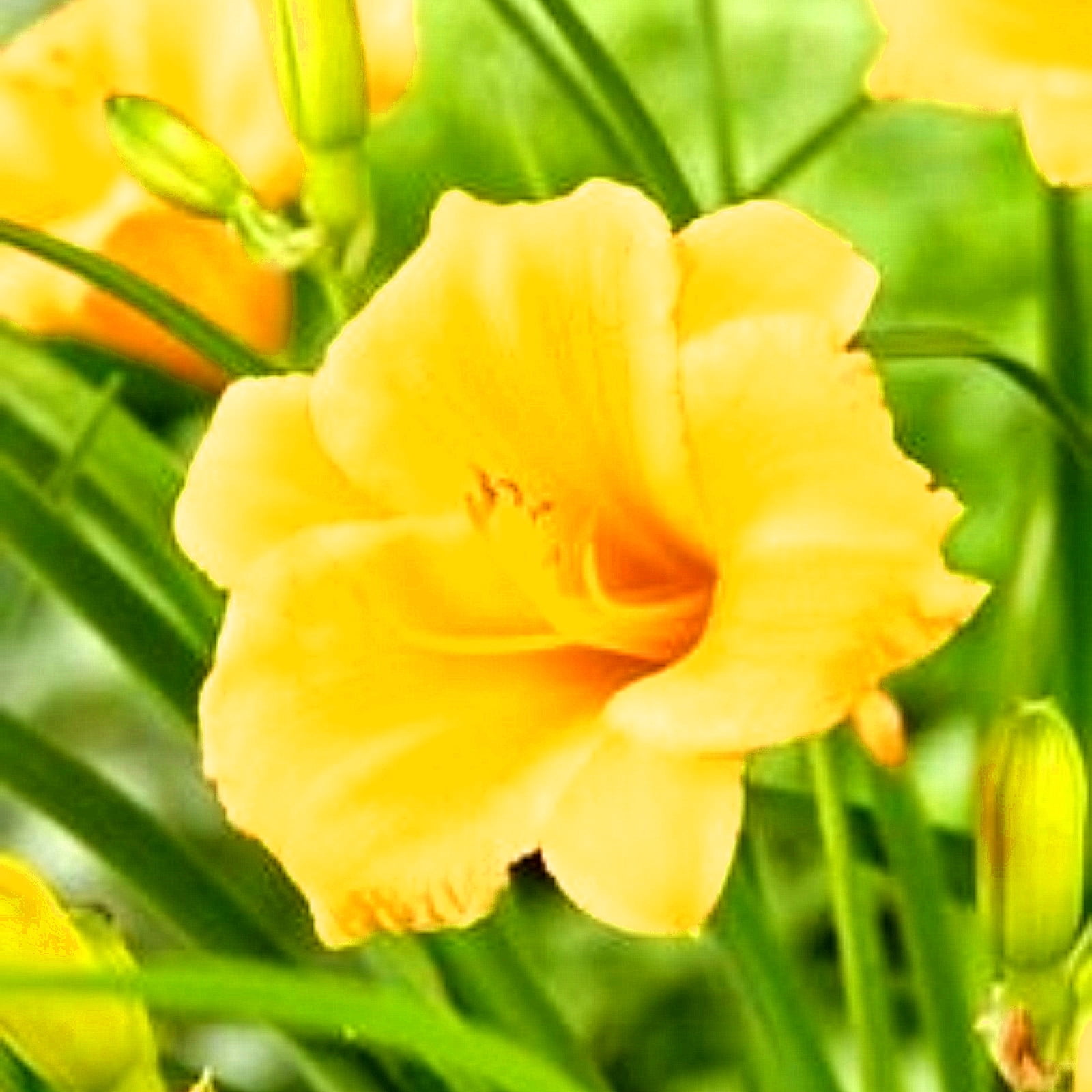 Decorative Daylily Clumps – Ideal for Borders, Containers & Naturalized ...