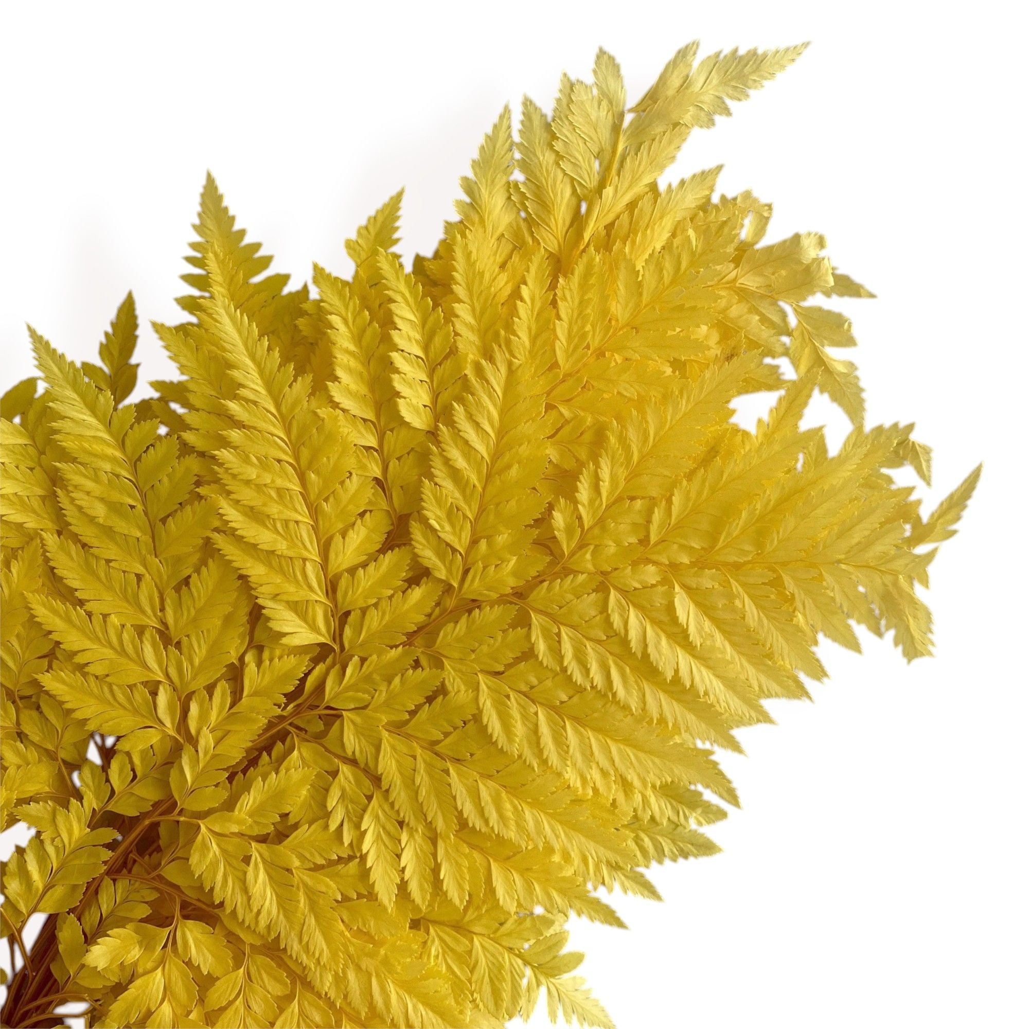 Decorative Dried Fern Leaves for Home Decoration and Floral ...