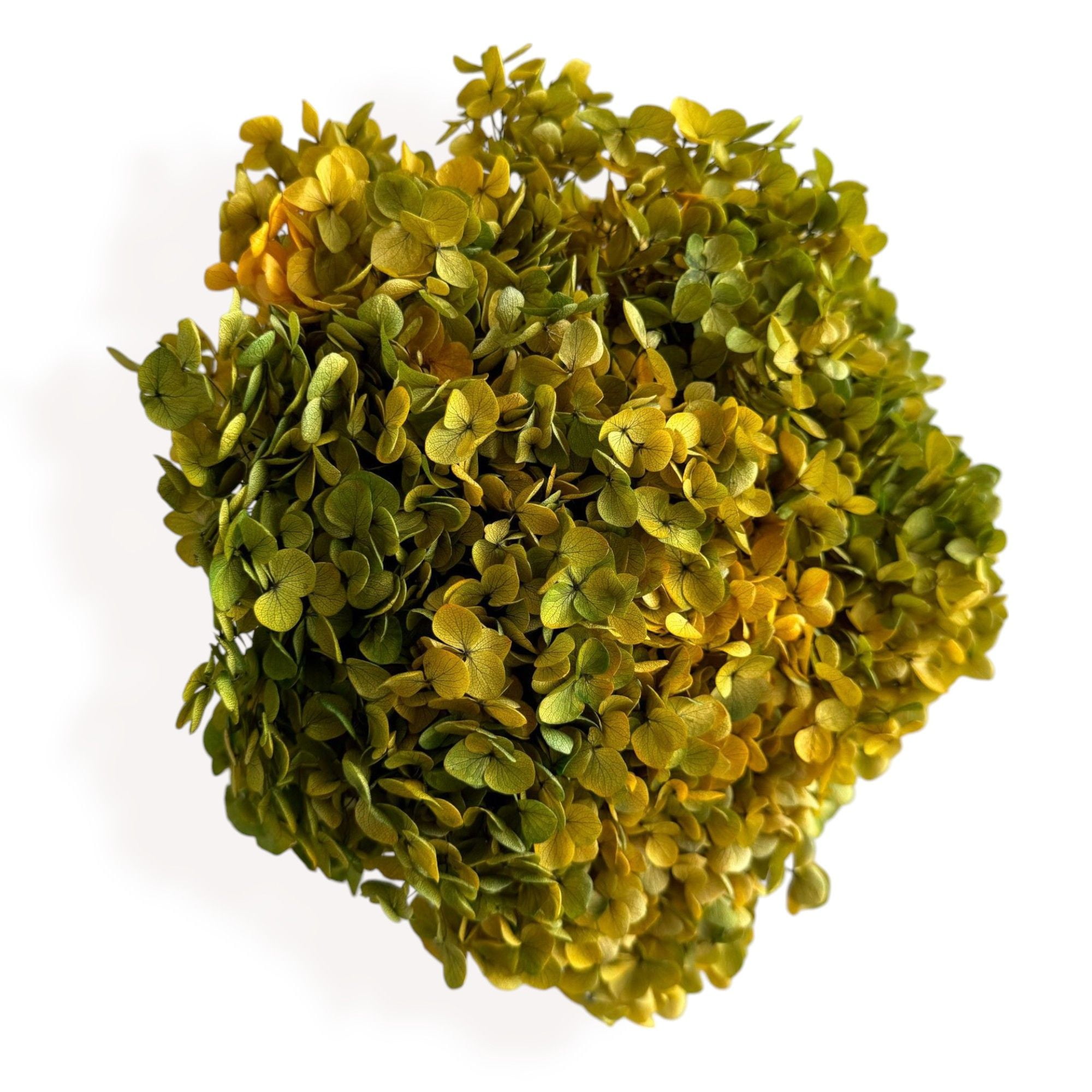 Decorative Dried Hydrangea Blooms for Home Decoration and Floral ...