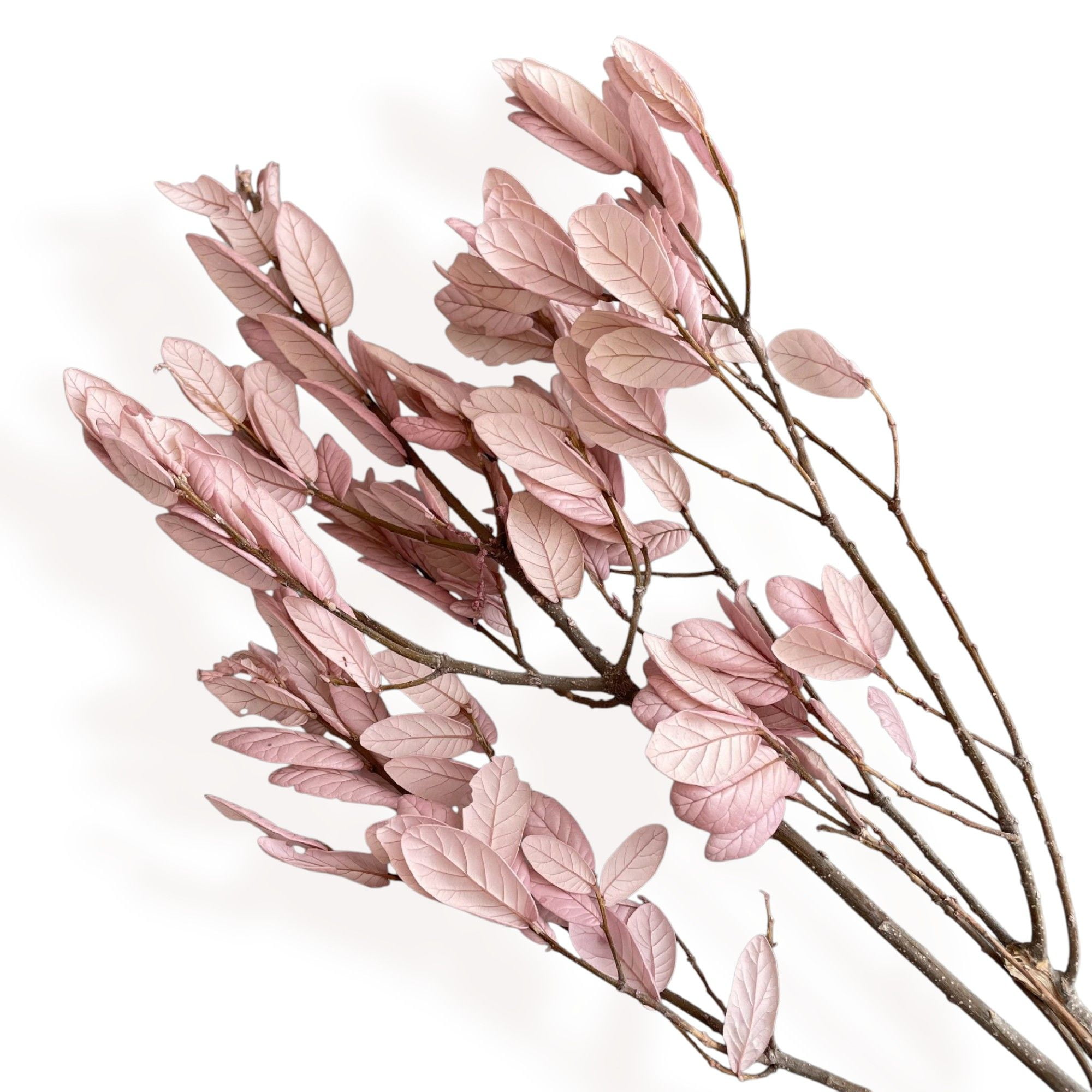 Decorative Dried Leafy Branches for Modern Home Decoration and Floral ...