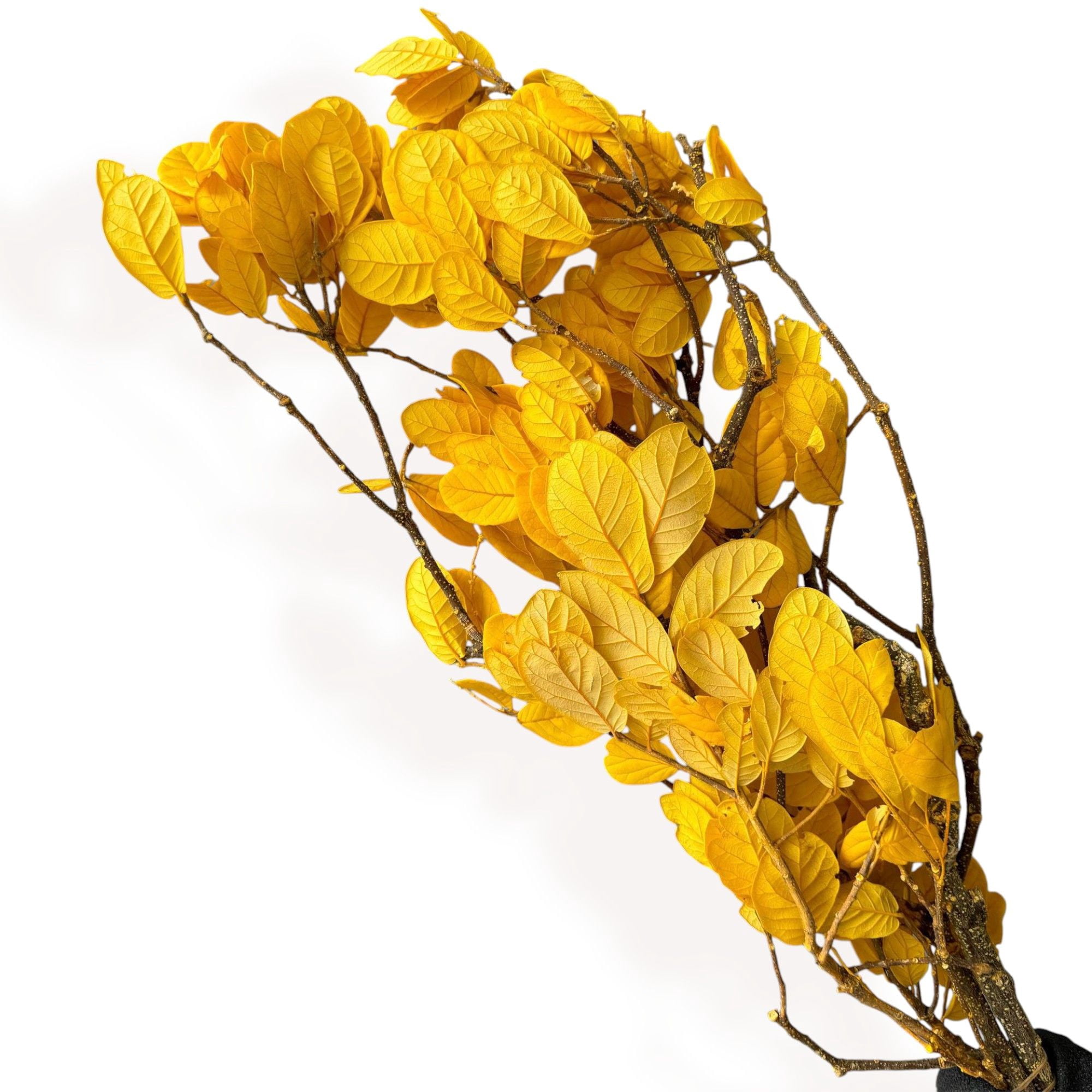 Decorative Dried Leafy Branches for Modern Home Decoration and Floral ...