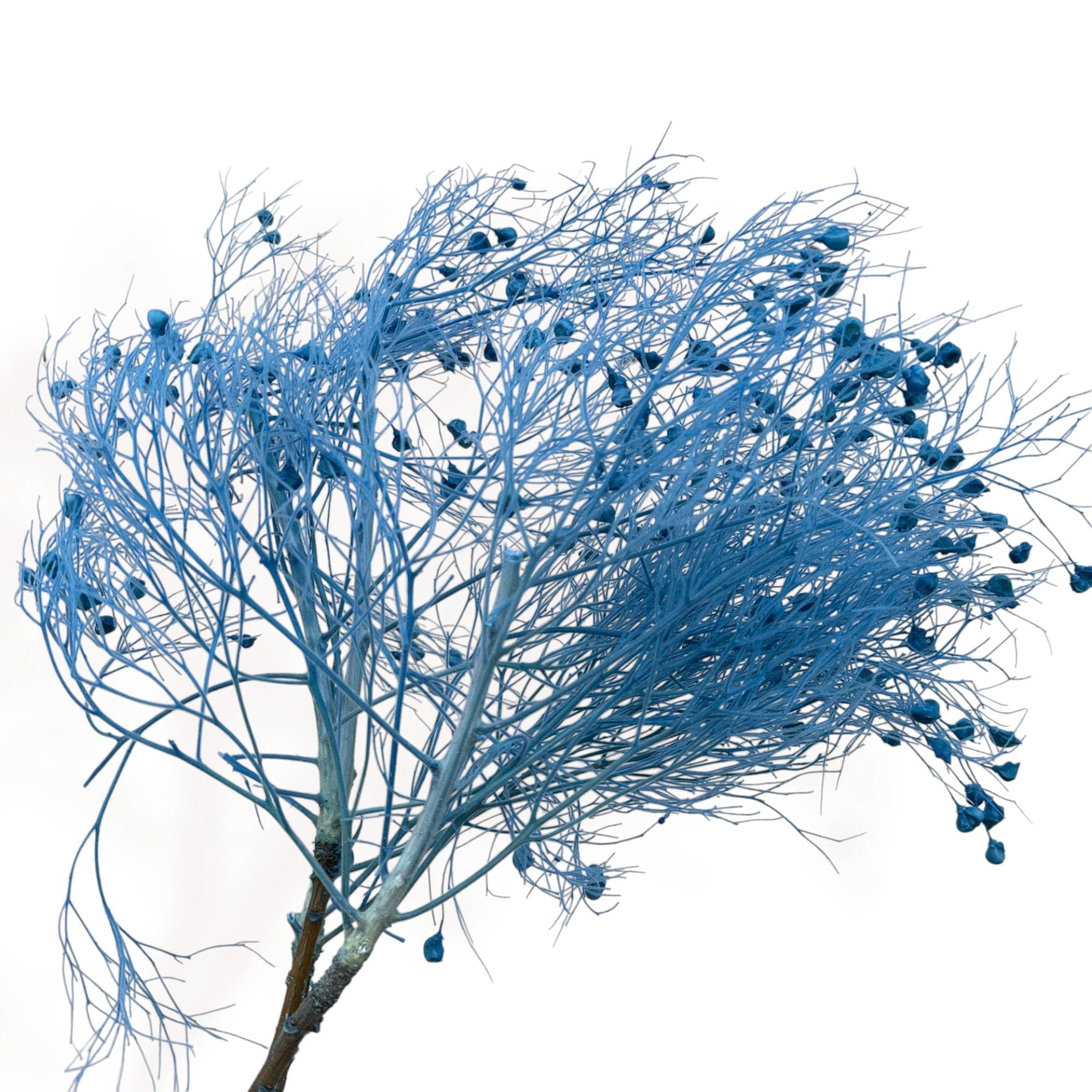 Decorative Dried Ming Fern Stems for Elegant Home Decoration and ...