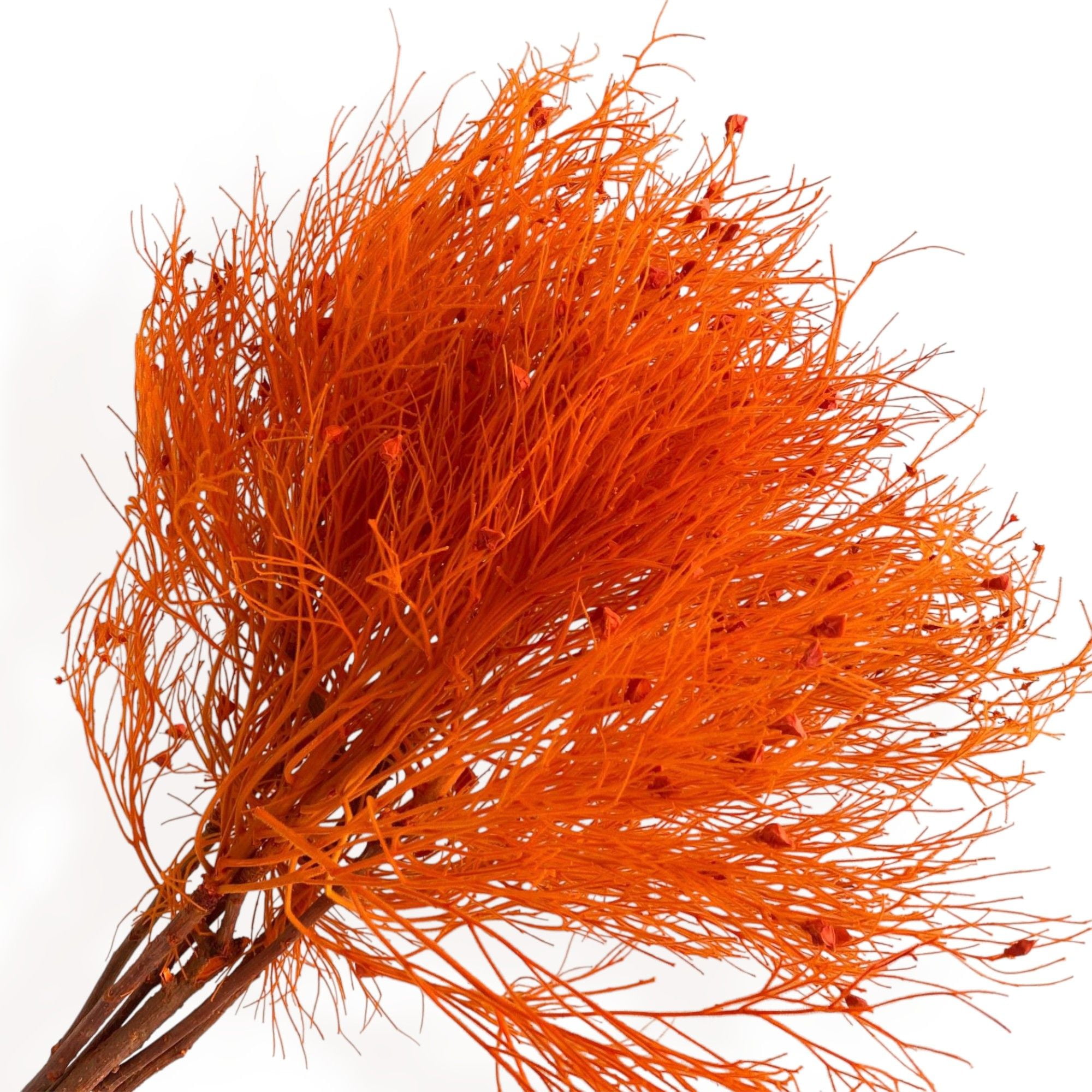 Decorative Dried Ming Fern Stems for Elegant Home Decoration and ...