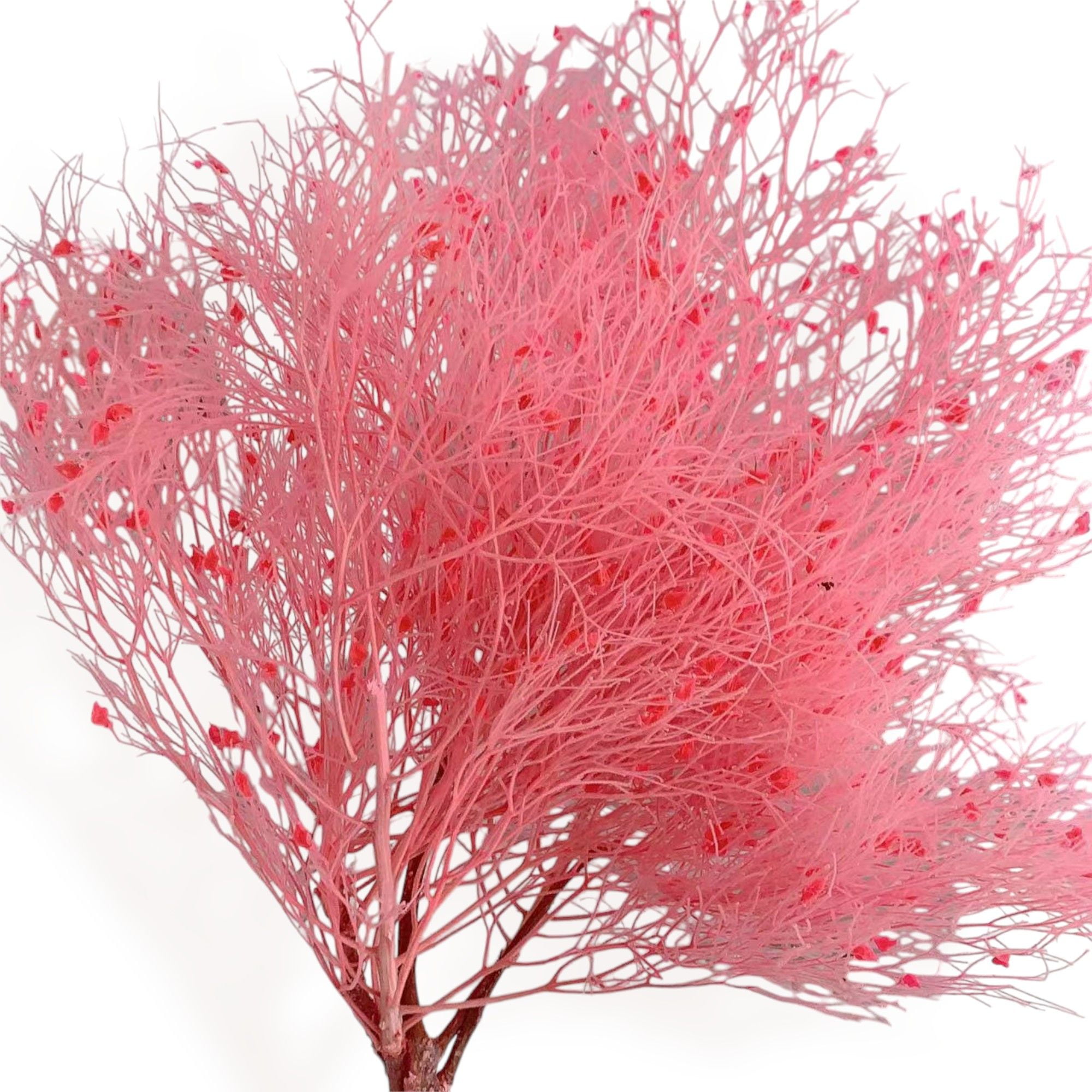 Decorative Dried Ming Fern Stems for Elegant Home Decoration and ...