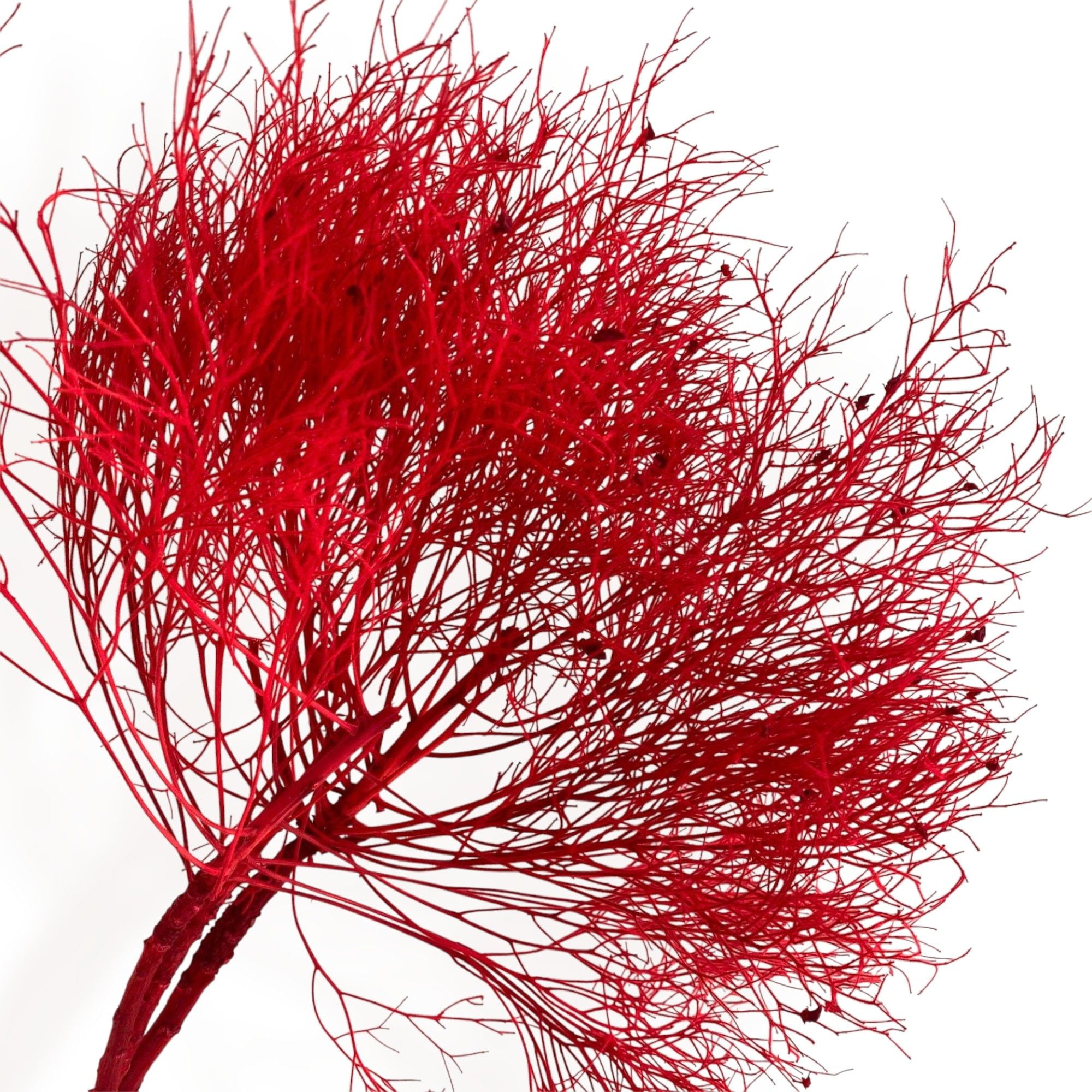 Decorative Dried Ming Fern Stems for Elegant Home Decoration and ...