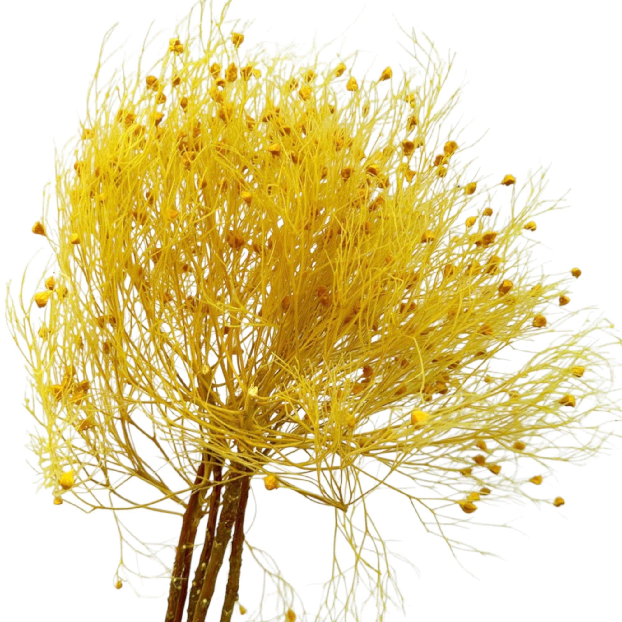 Decorative Dried Ming Fern Stems for Elegant Home Decoration and ...