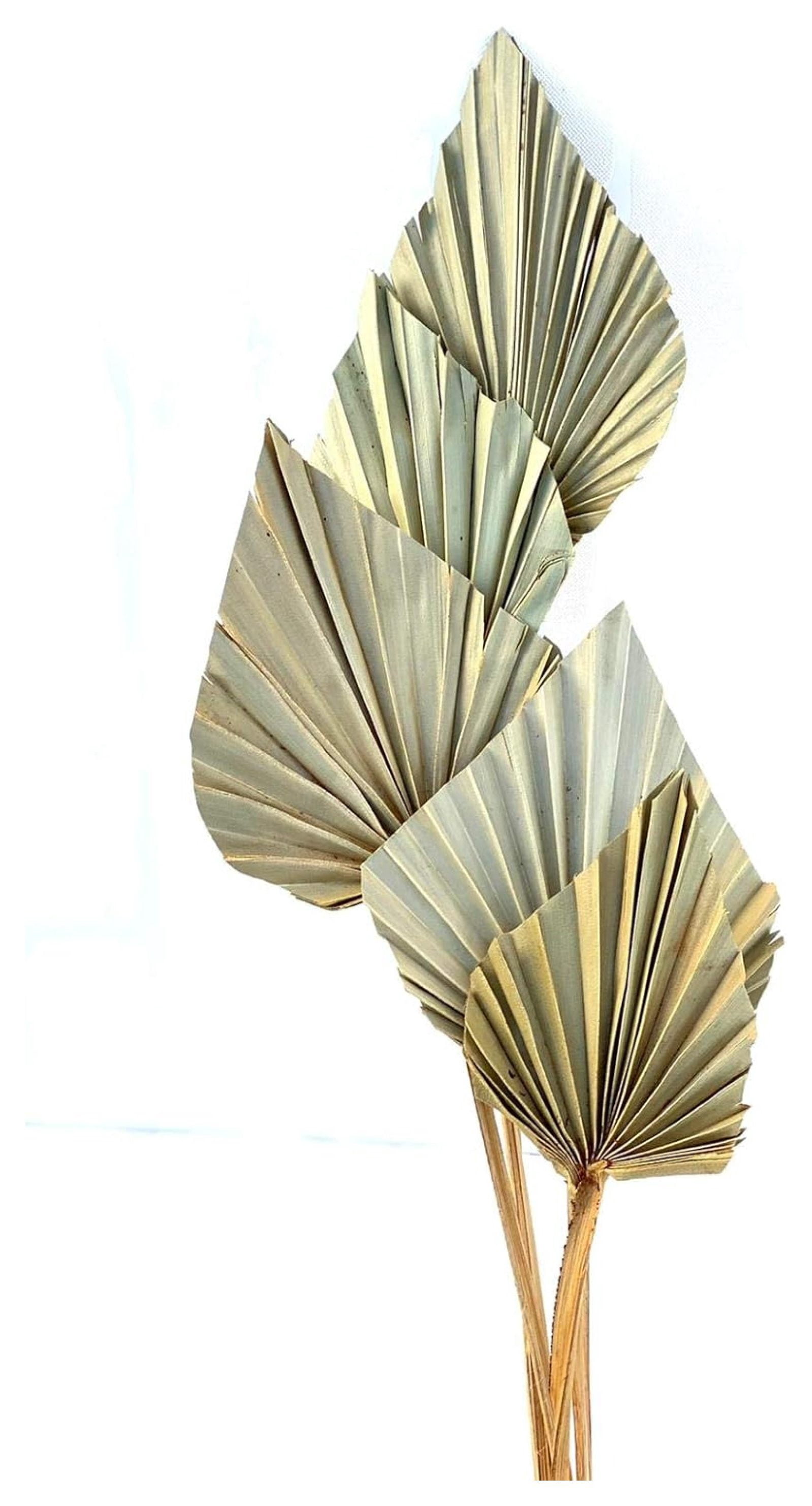 Decorative Dried Palm Spears l Dried Palm Leaves l Natural Palm Fan ...