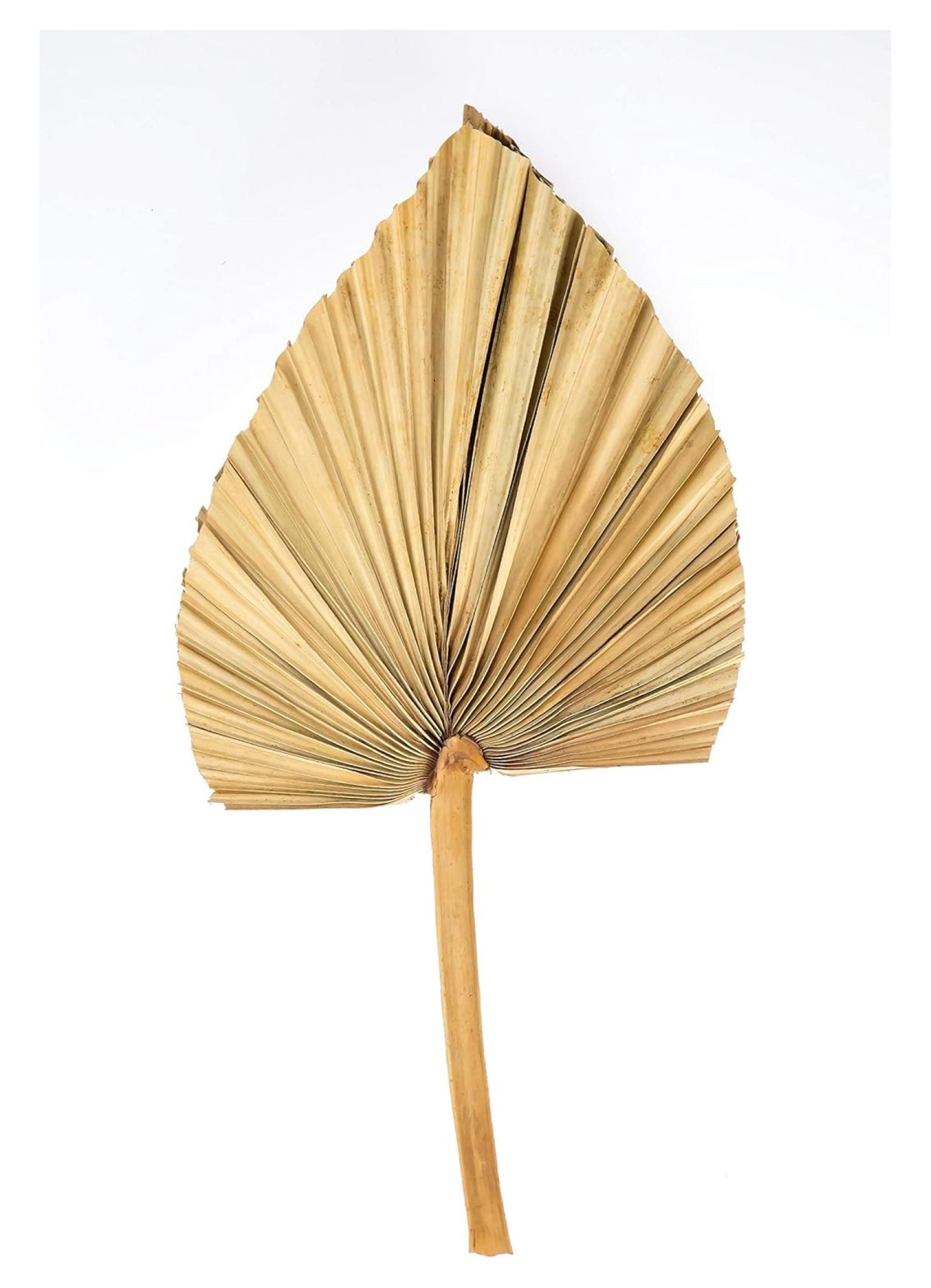 Decorative Dried Palm Spears l Dried Palm Leaves l Natural Palm Fan l ...