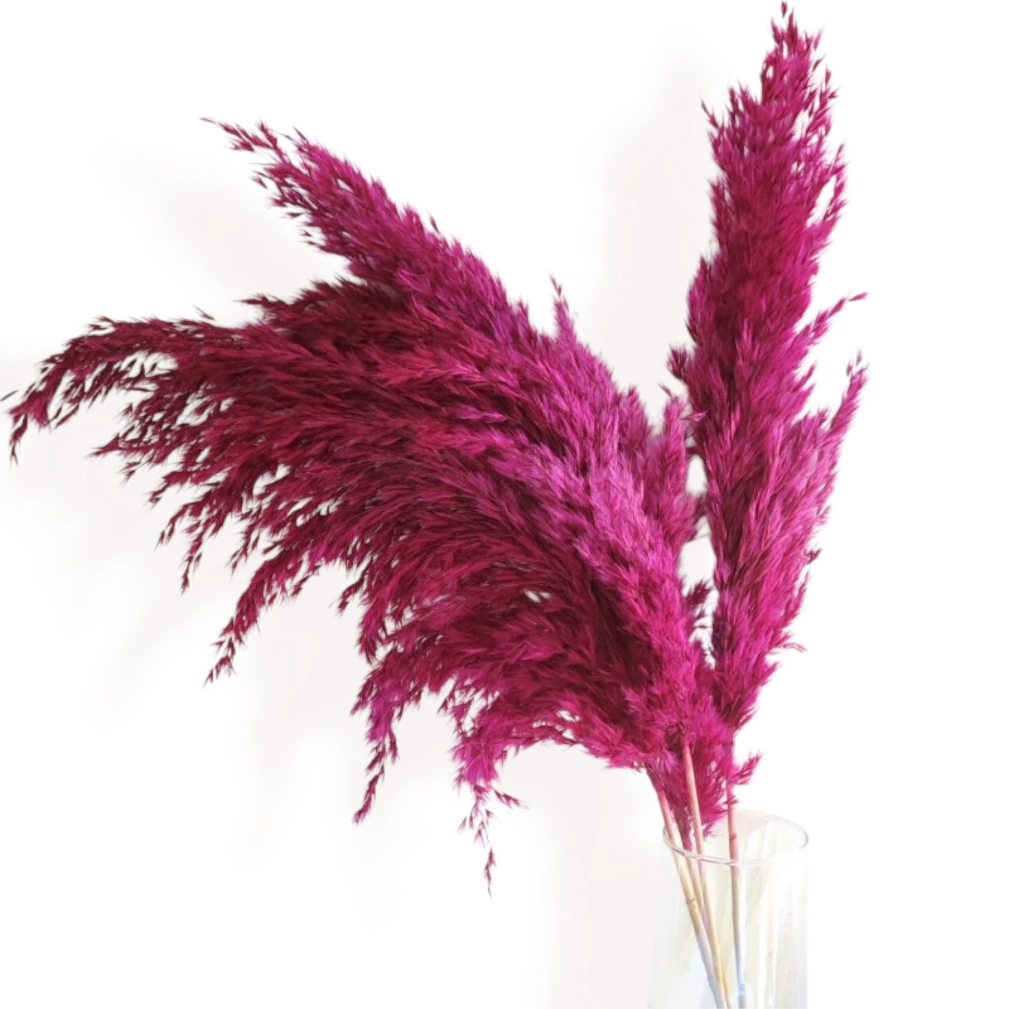 Decorative Dried Pampas Grass for Elegant Home Decoration and Floral ...