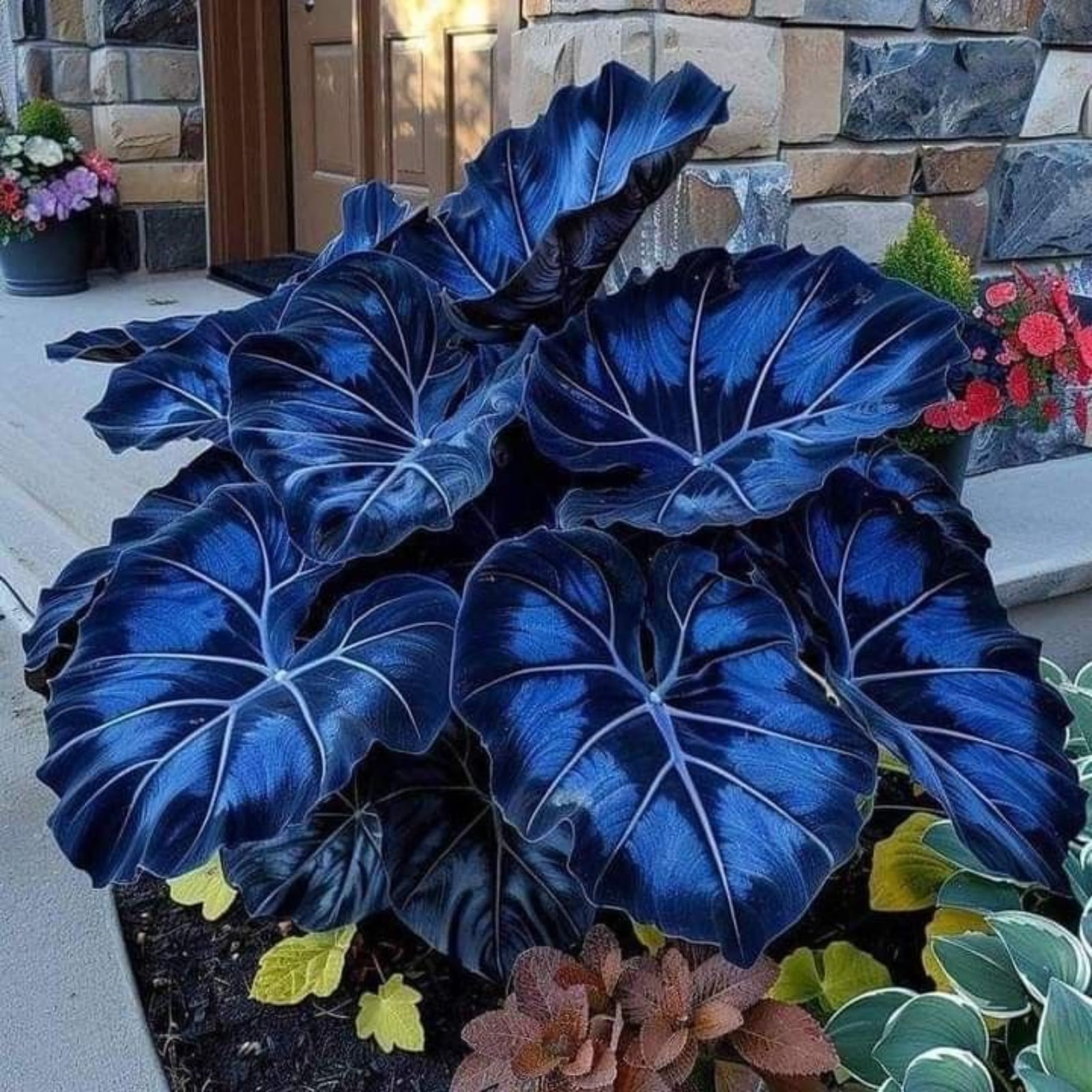 Decorative Elephant Ear Plant Stakes Professional Planting Perennial ...