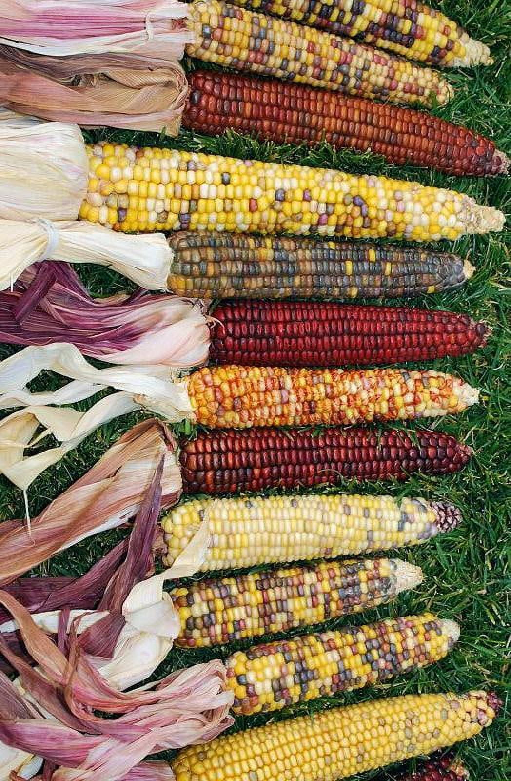 Decorative Indian Corn - Large -- 3 per order - Grade A, Extra Long ...