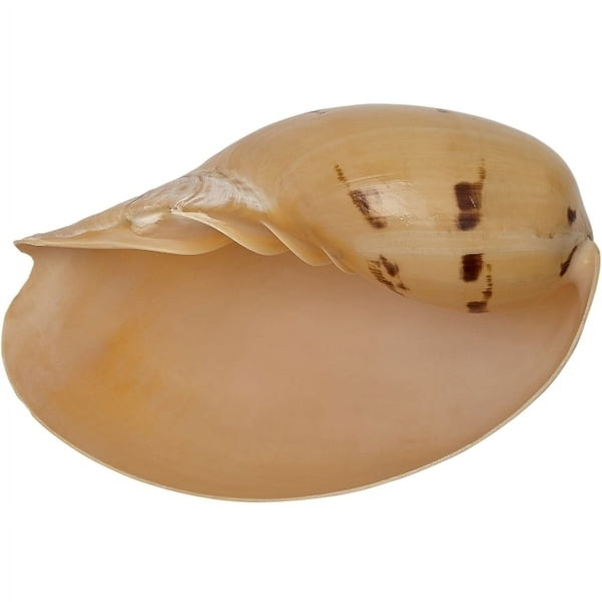 Decorative Melon Shell Seashell Table Top Centerpiece Nautical Decor 9 ...