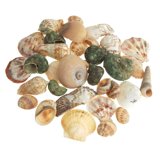 Decorative Sea shells Assortment Vase Filler, 20-piece - Walmart.com
