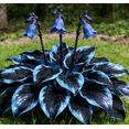 Deep Blue Heart Hosta-Bulbs For Planting-Premium Garden Stakes Perfect ...