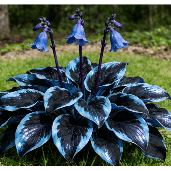 Deep Blue Heart Hosta-Bulbs For Planting-Premium Garden Stakes Perfect ...