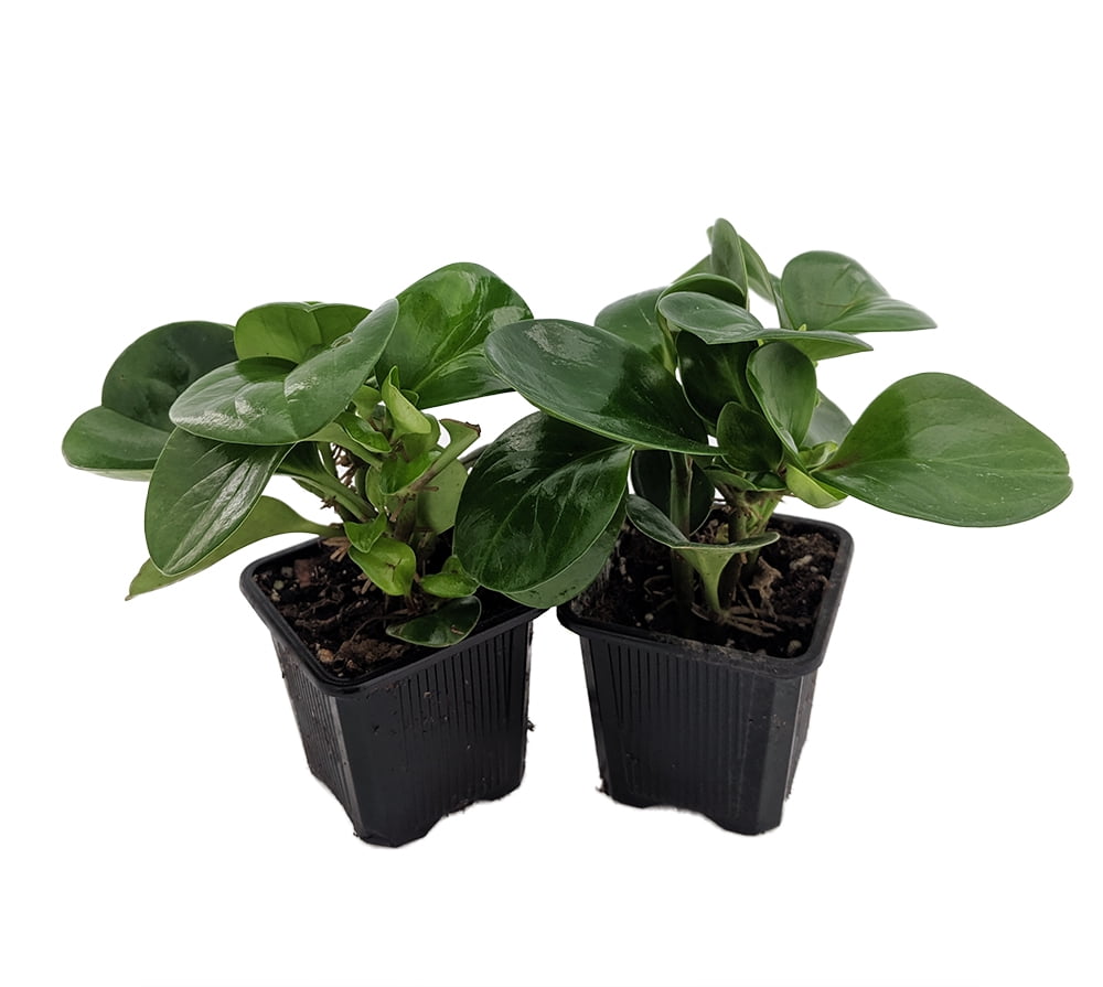 Deep Green Baby Rubber Tree - Peperomia obtusifolia - 2 Pack 3" Pots ...