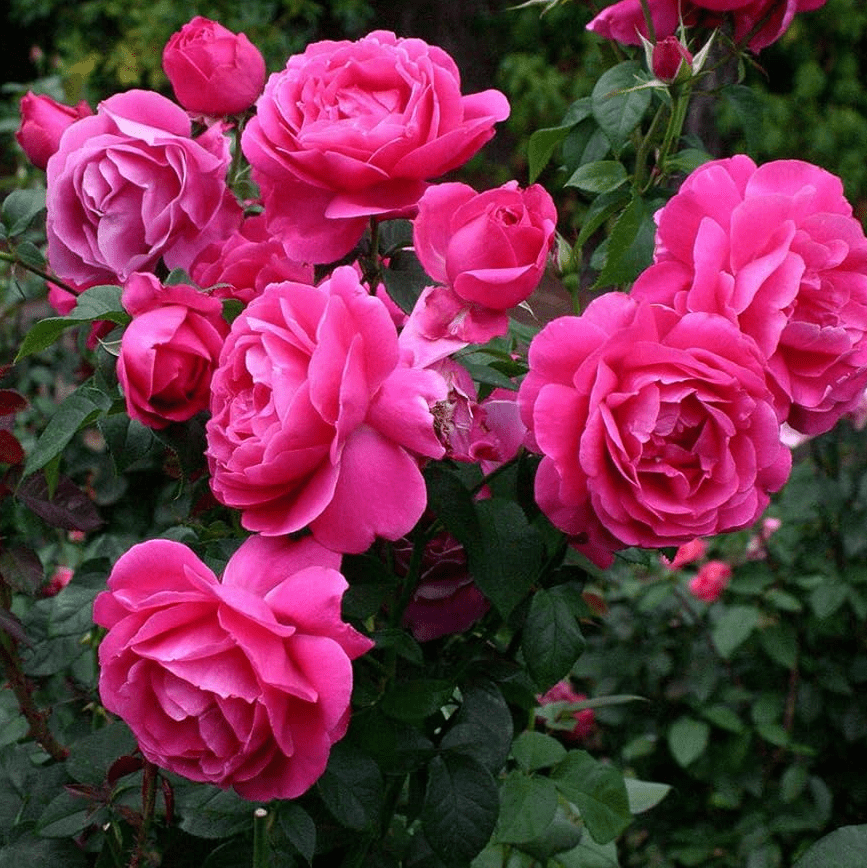 Deep Pink Rose Climber Plant, Pink Climbing Rose, Zone 5 to 9, Size 5 ...